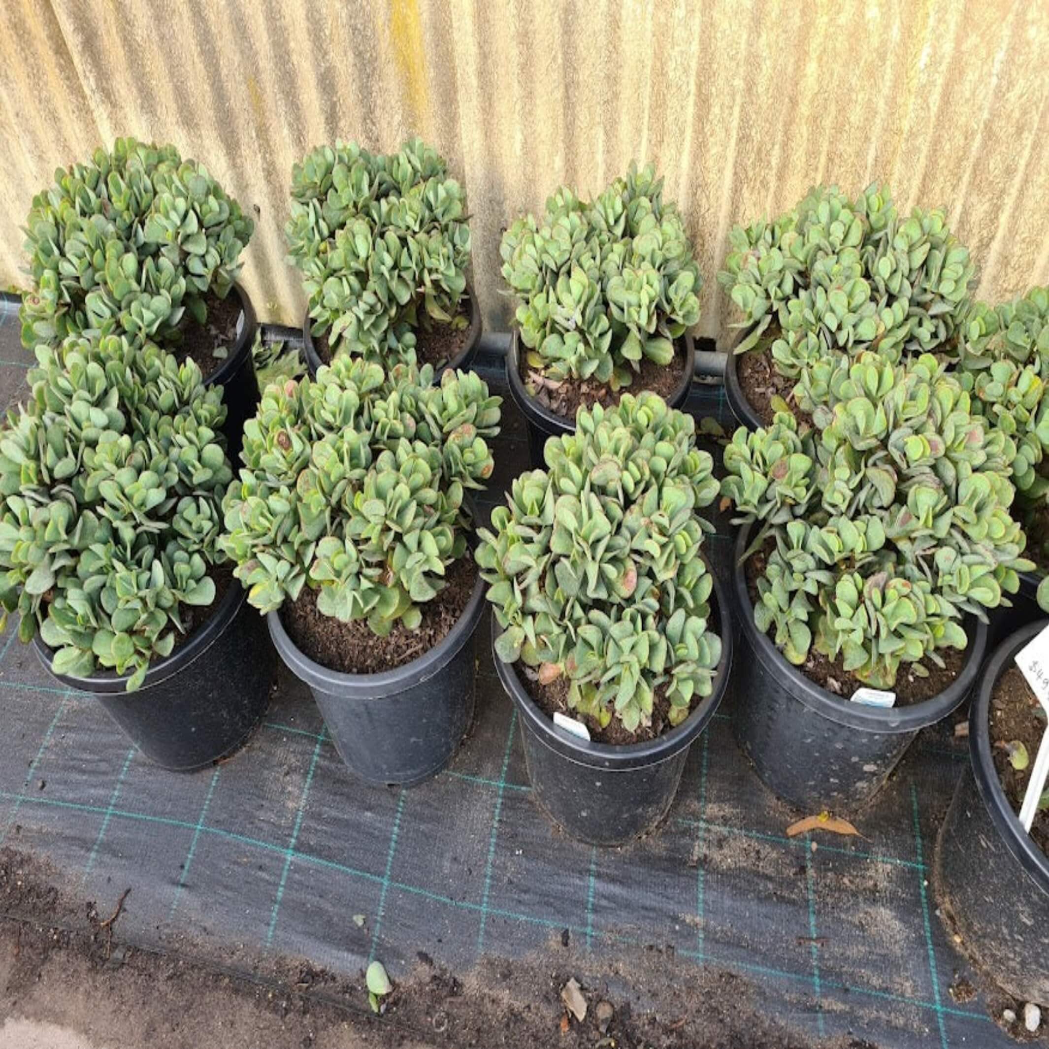 Crassula Bluebird - I The Australian Plant Shop