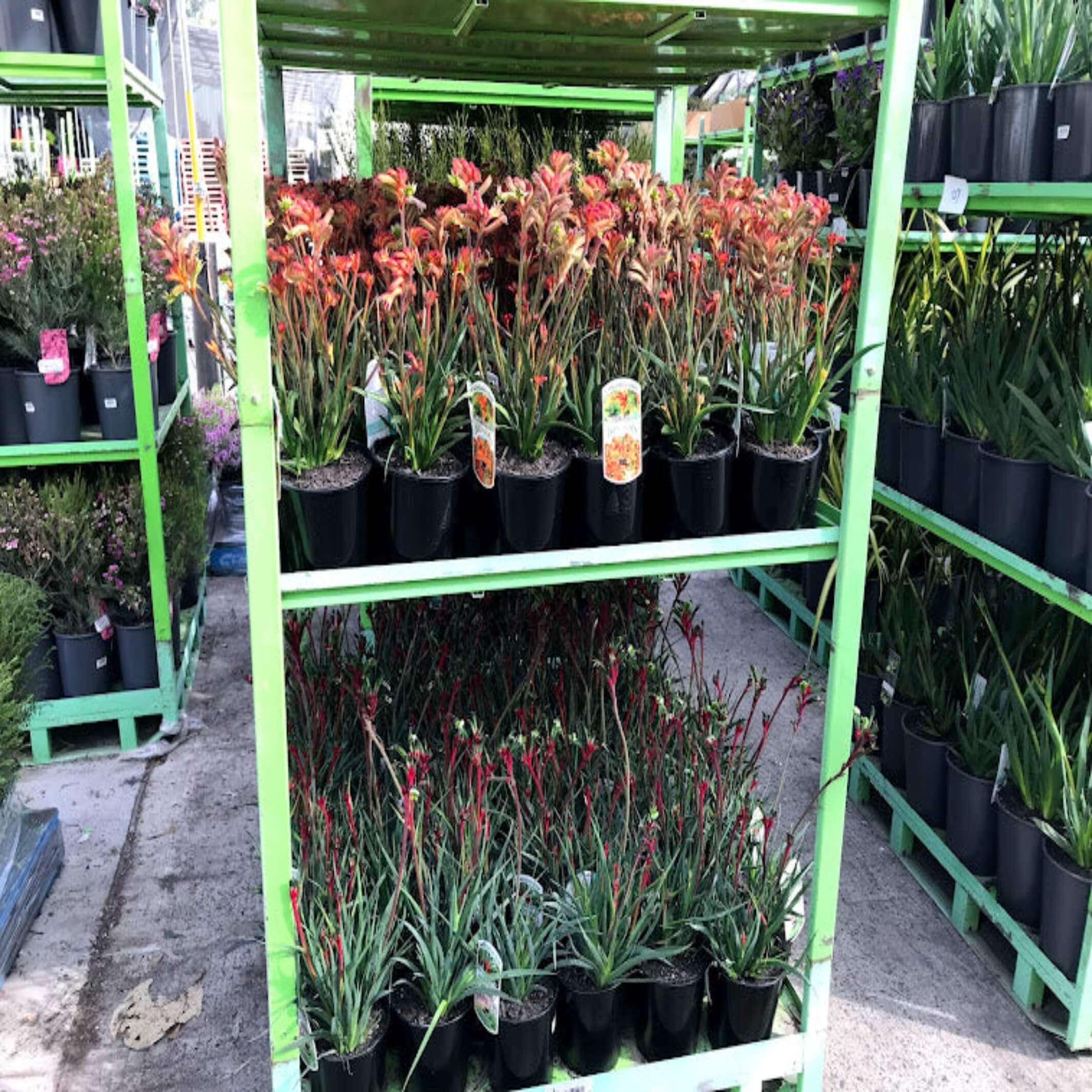 The Ultimate Guide to Kangaroo Paw Plants (Anigozanthos species) – The ...