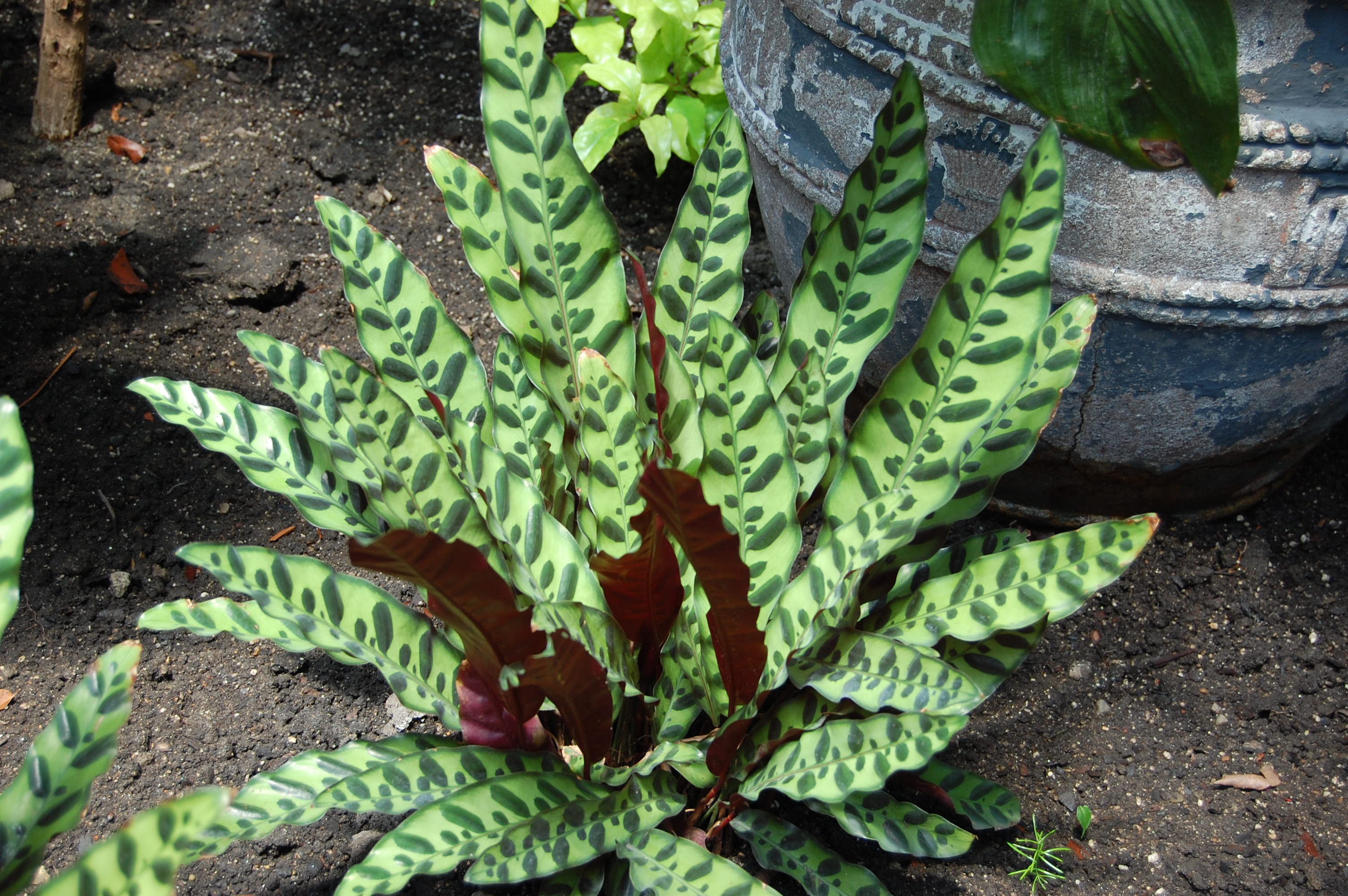 Calathea Plant & Ctenanthe Plant I Buy Plants Online – The Australian ...