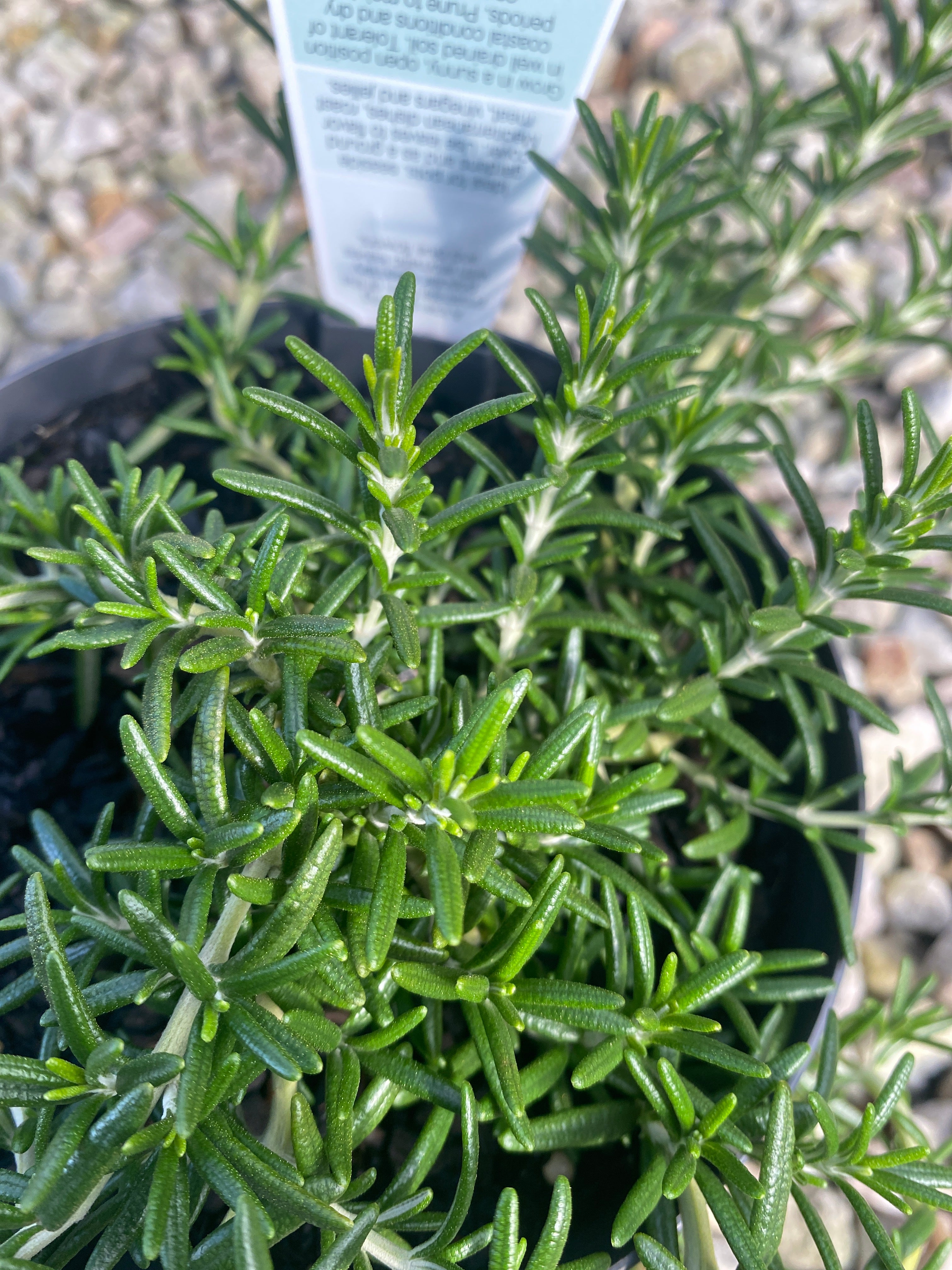 Buy Prostrate Rosemary | Rosmarinus officinalis 'Prostratus' – The ...