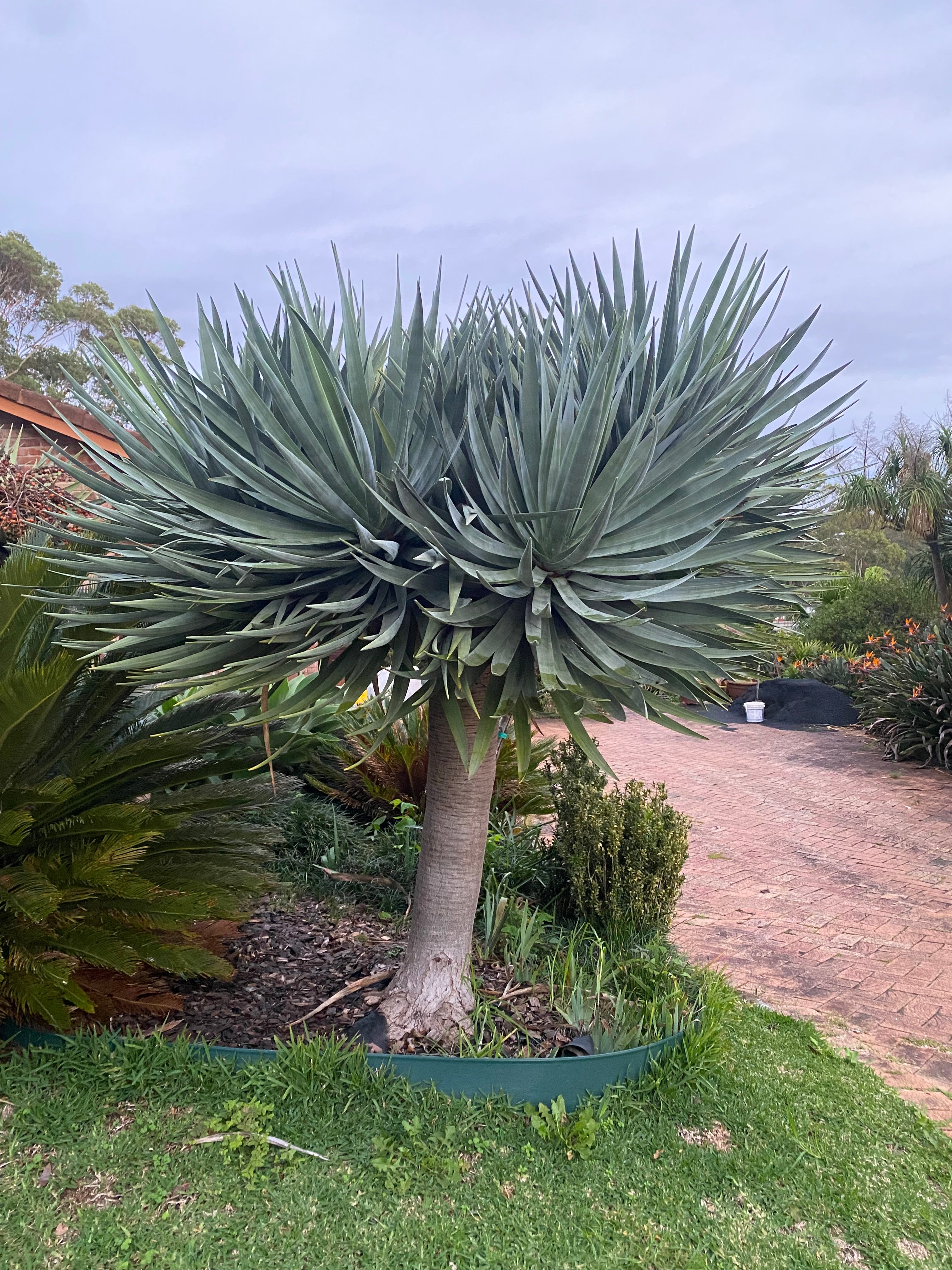 Dracaena draco (Dragon Tree) - I The Australian Plant Shop