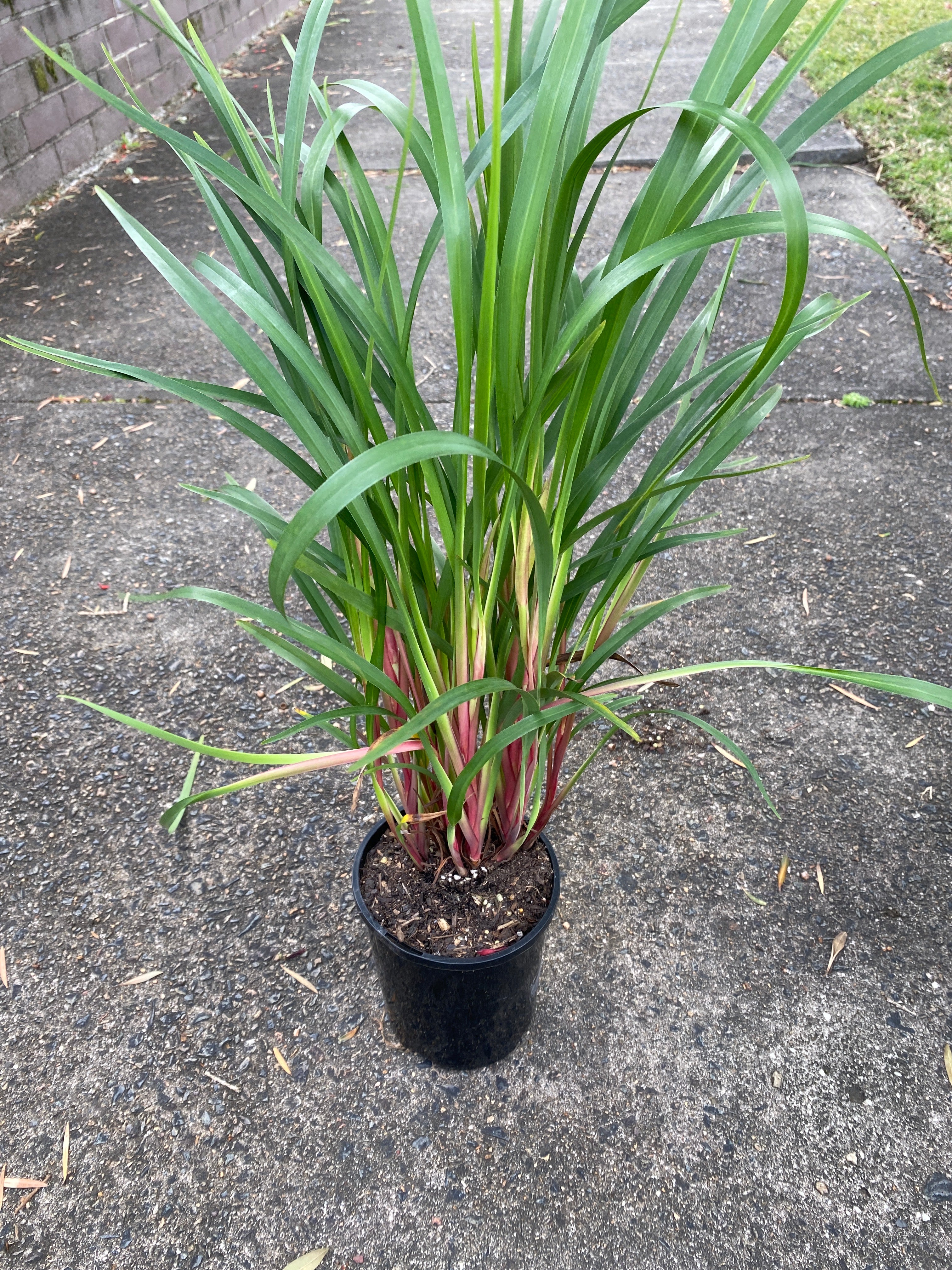 Dianella caerulea – Blue Flax Lily for Sale | Hardy Australian Native ...