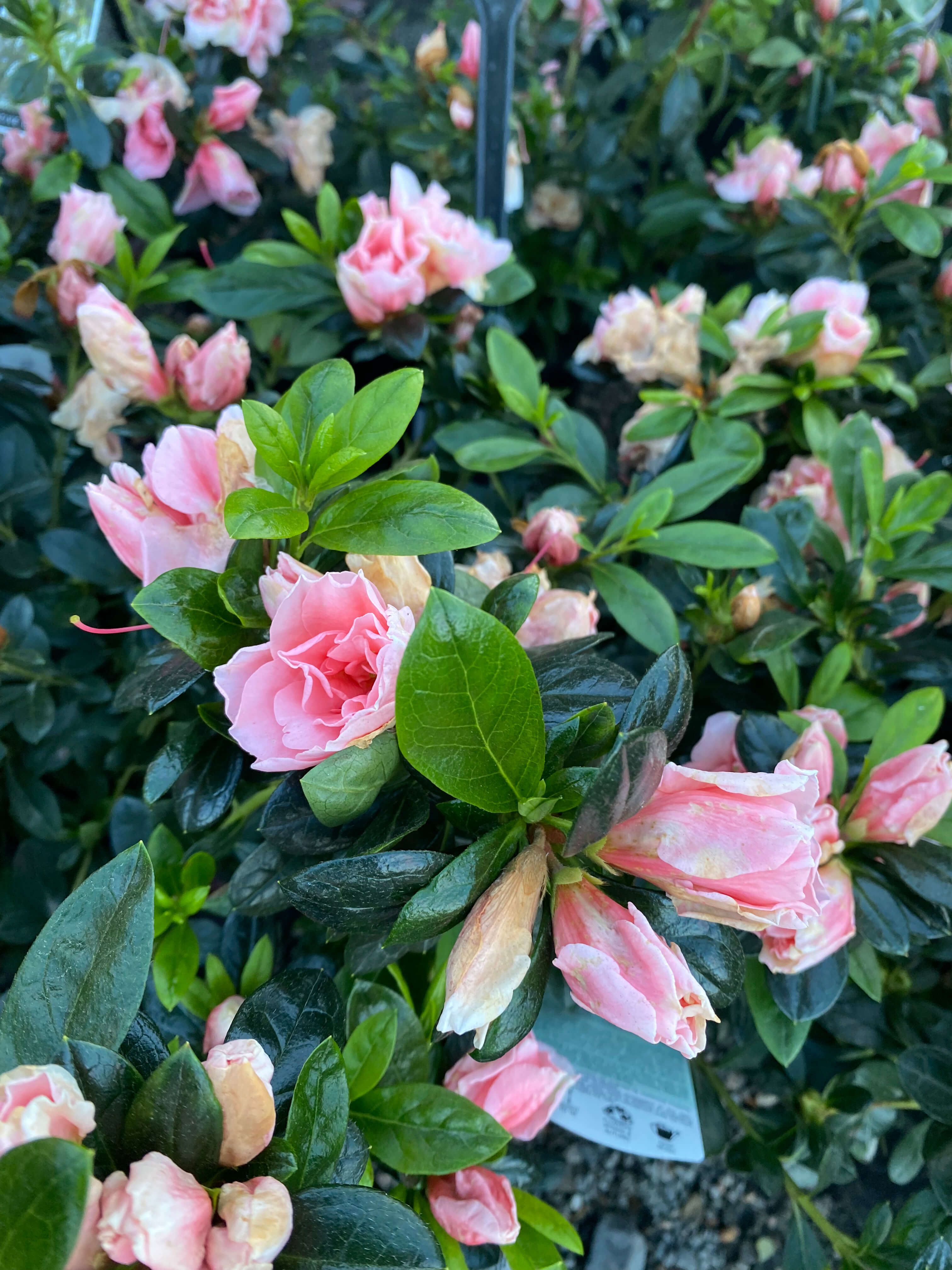 Azalea 'Christine Matton' I Order Online I The Australian Plant Shop