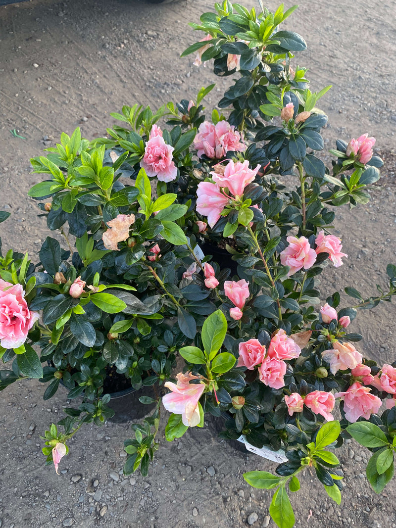 Azalea 'Christine Matton' I Order Online I The Australian Plant Shop