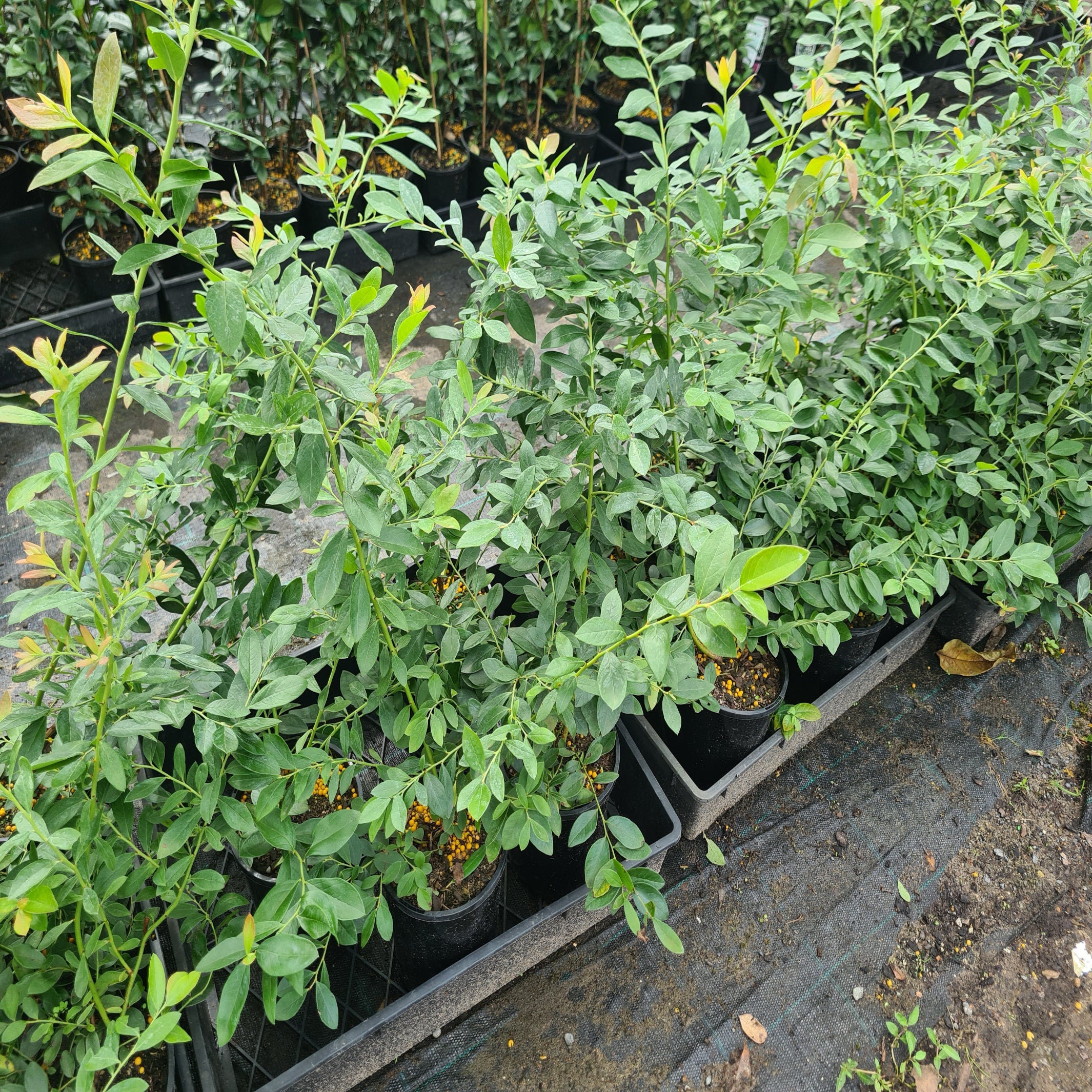 Blueberry ‘Sunshine Blue’ – Low-Chill, Fruiting Dwarf Blueberry Plant ...