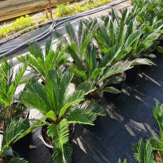 Large Cycads for Sale I Live Plant Delivery – The Australian Plant Shop