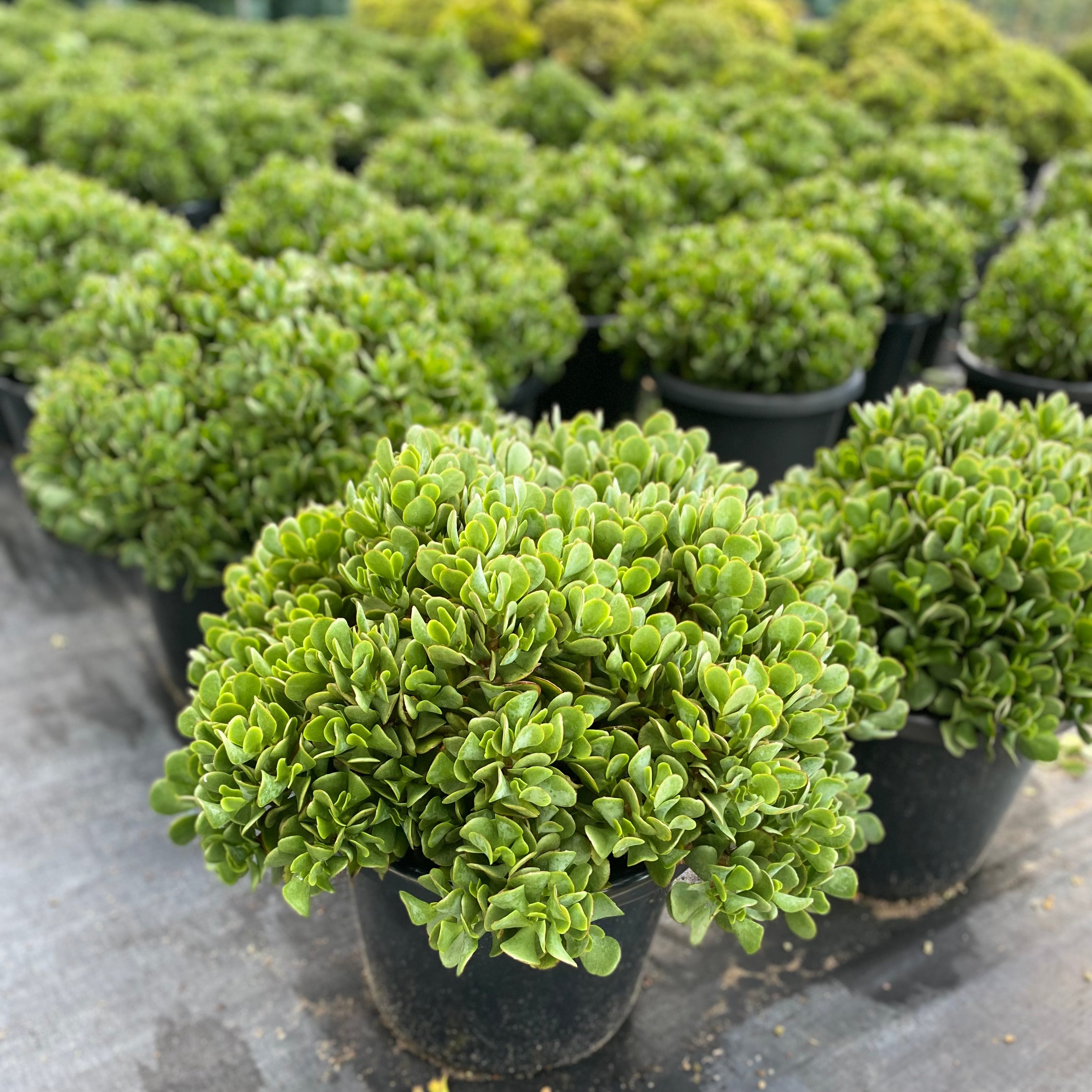 Crassula ‘Bluebird’ – Buy Succulent with Silver-Blue Leaves – The ...