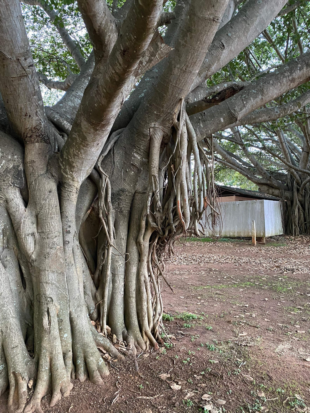 Banyan Tree I Ficus benghalensis 'Audrey' – The Australian Plant Shop