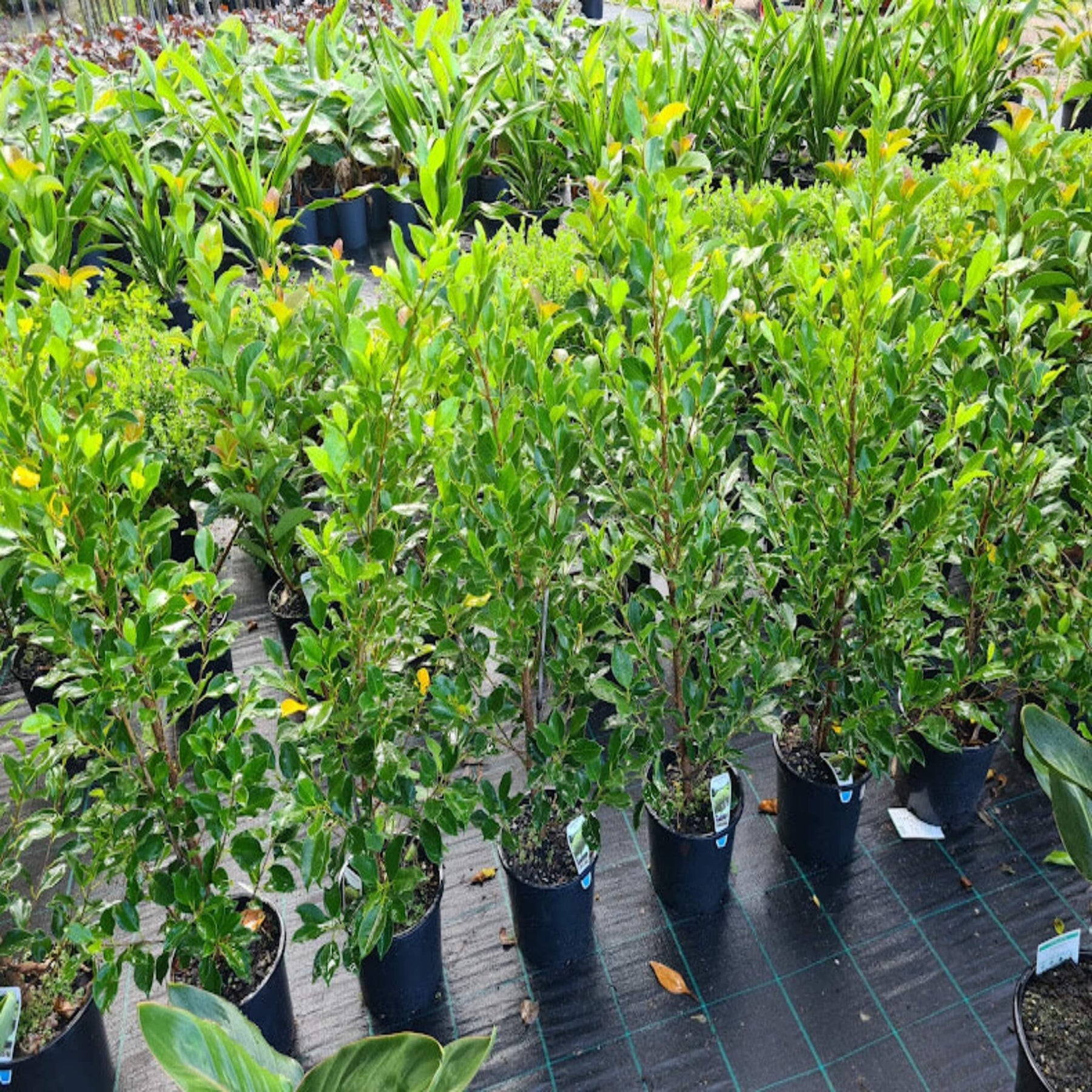 Ficus microcarpa 'Flash' (Hills Fig) I The Australian Plant Shop