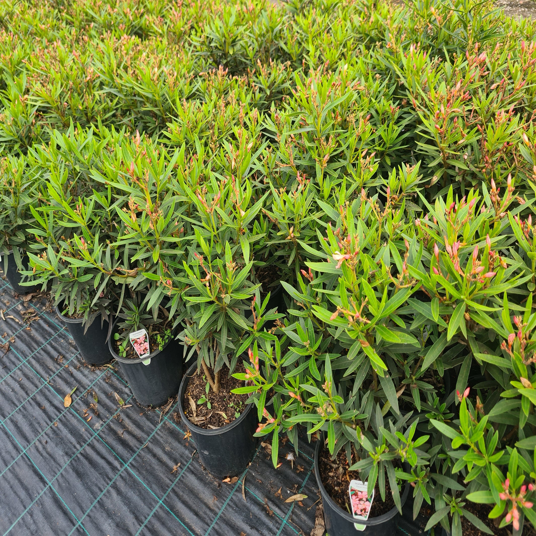 Nerium oleander Dwarf Pink – Buy Online | The Australian Plant Shop