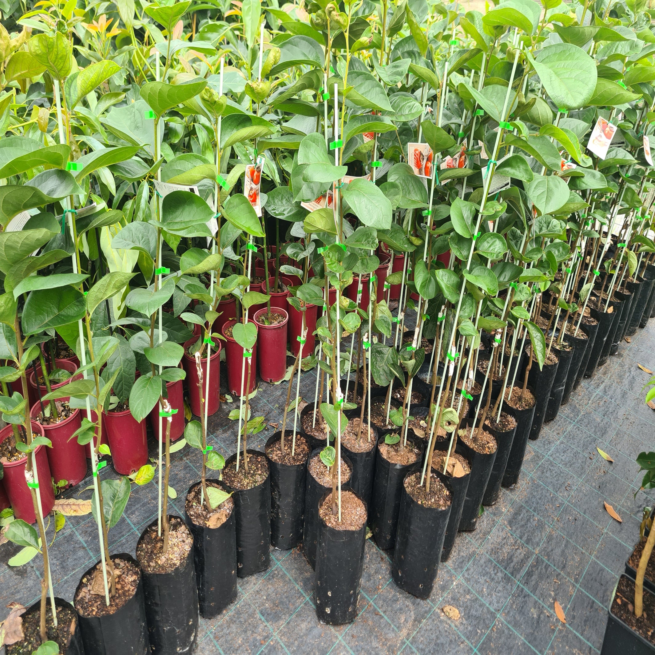 Persimmon Tree I Diospyros kaki I Order Online – The Australian Plant Shop