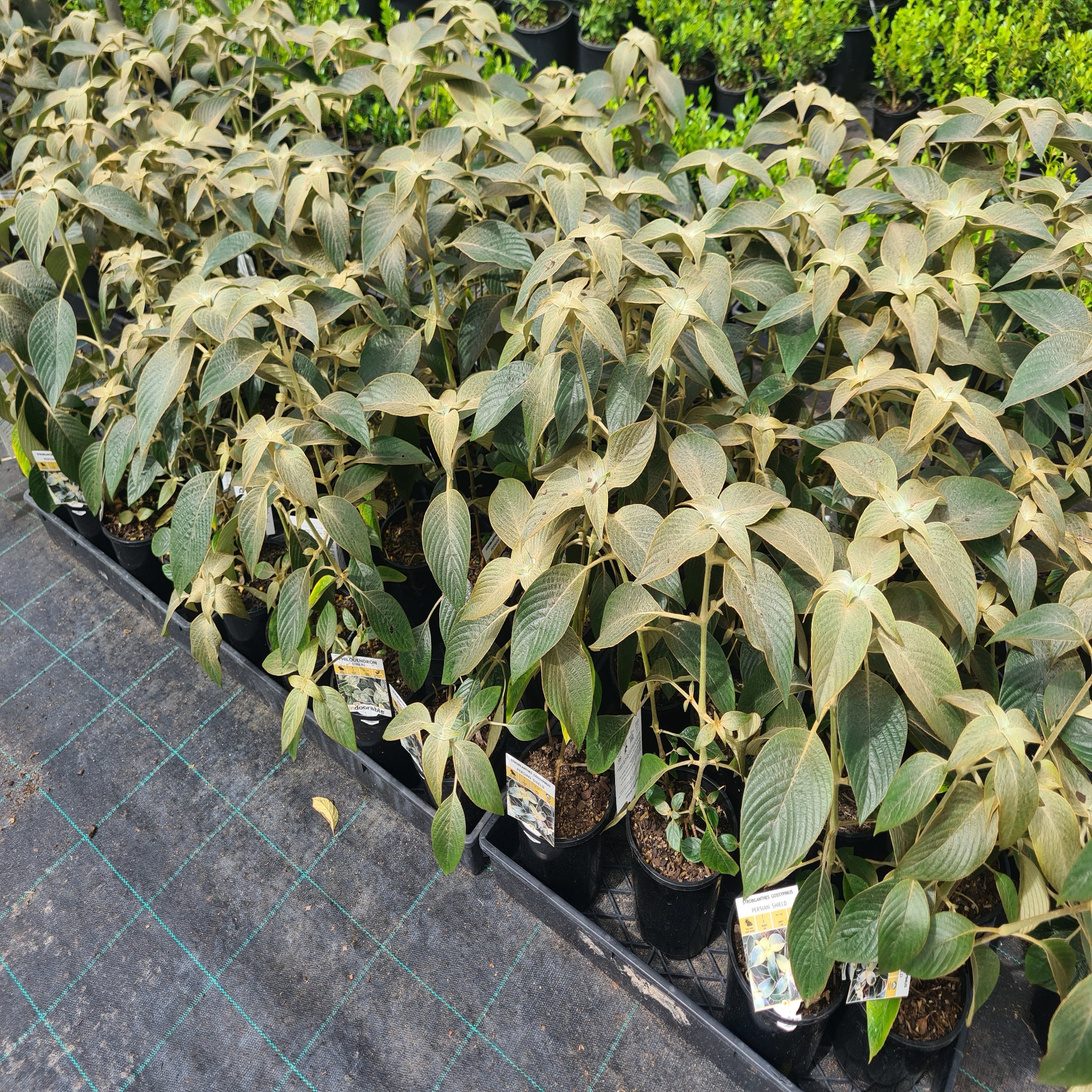 Strobilanthes gossypinus – Persian Shield Plant with Silvery Foliage ...