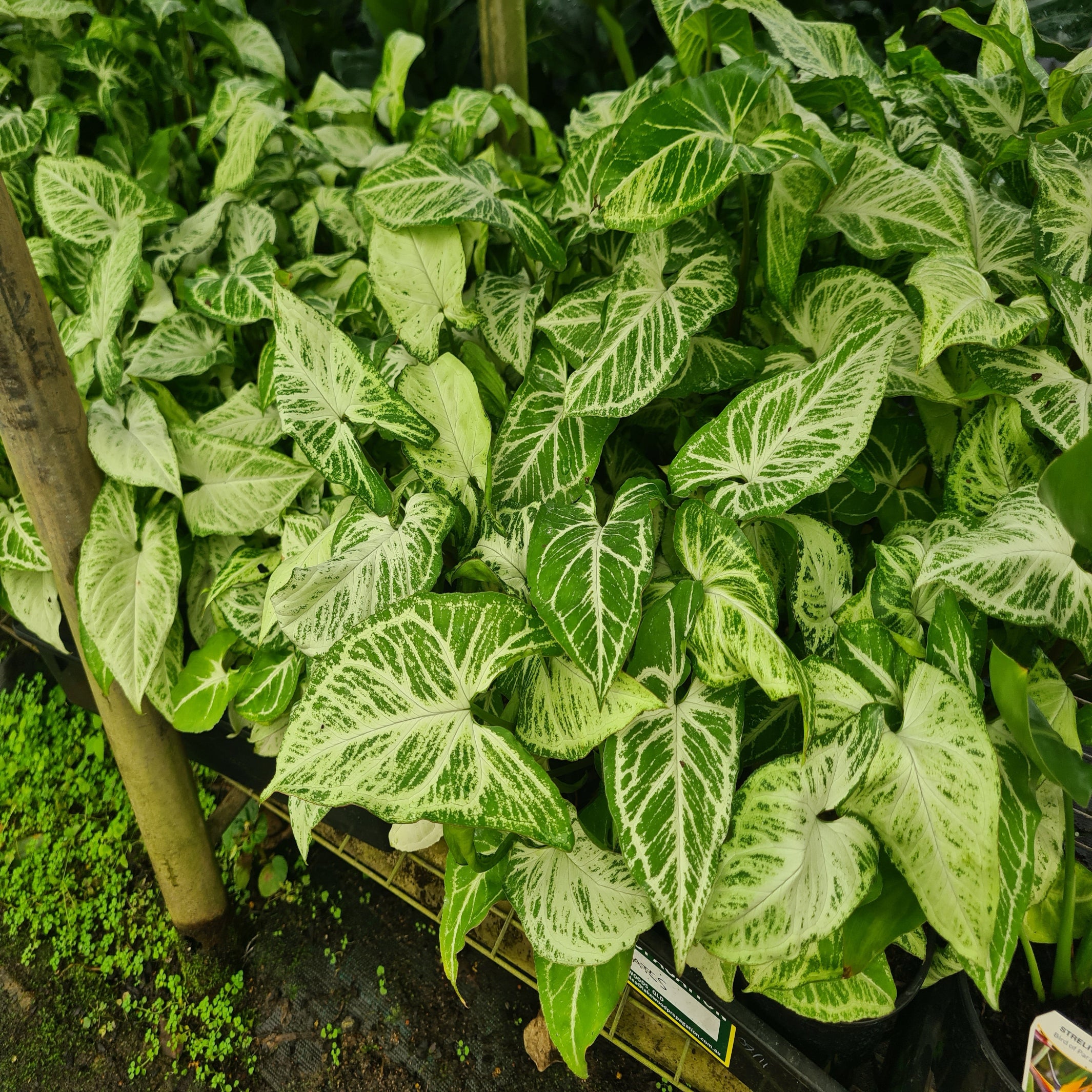 Syngonium Fantasy Totem Pole – Lush Indoor Climber with Variegated ...