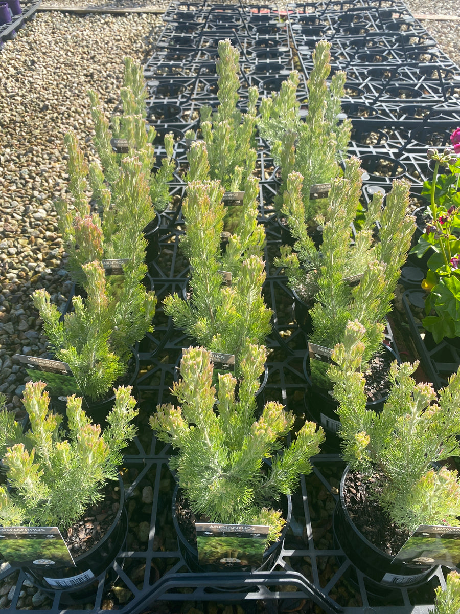 Australian Woolly Bush – Soft, Silvery Native Plant – The Australian ...