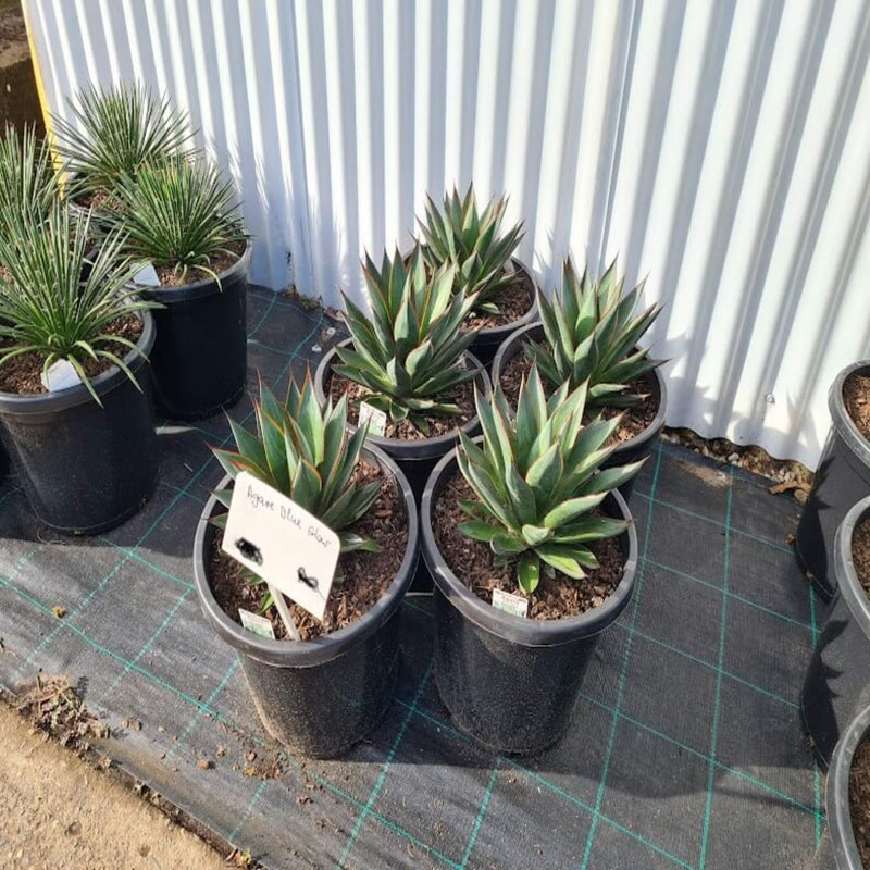 Agave 'Blue Glow' - A Large, Eye-catching Garden Plant