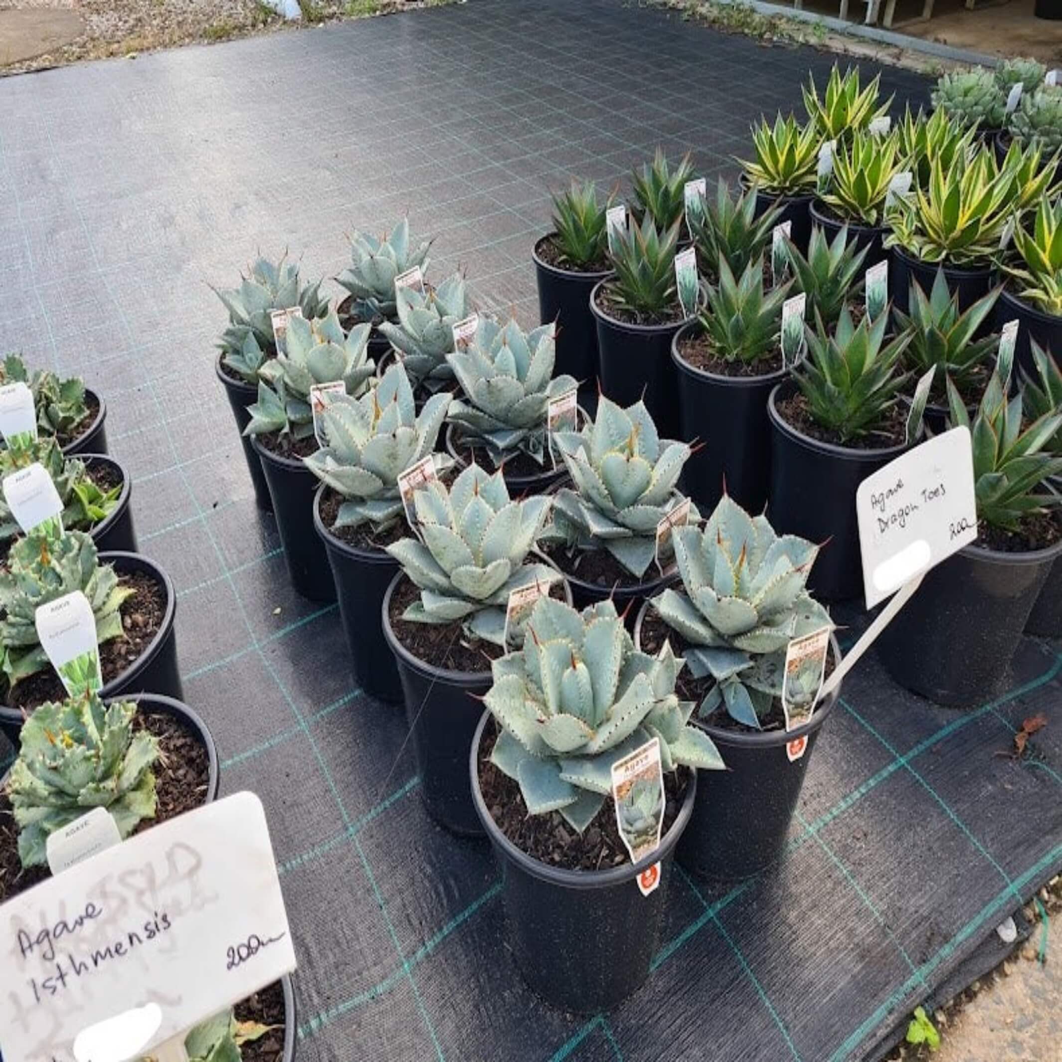 Agave 'Dragon Toes' - | The Australia Plant Shop – The Australian Plant ...