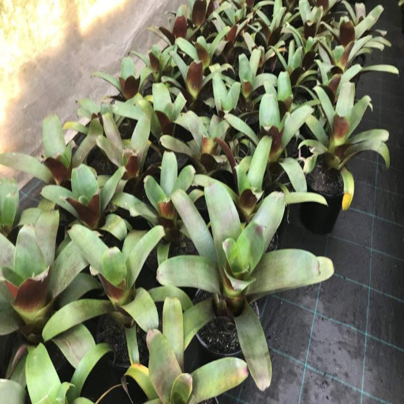 Alcantarea imperialis 'Rubra' (Giant Bromeliad) I Order Online