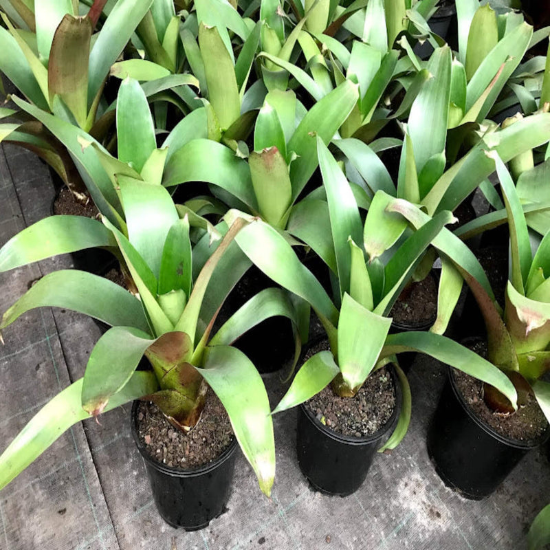 Alcantarea imperialis 'Rubra' (Giant Bromeliad) I Order Online