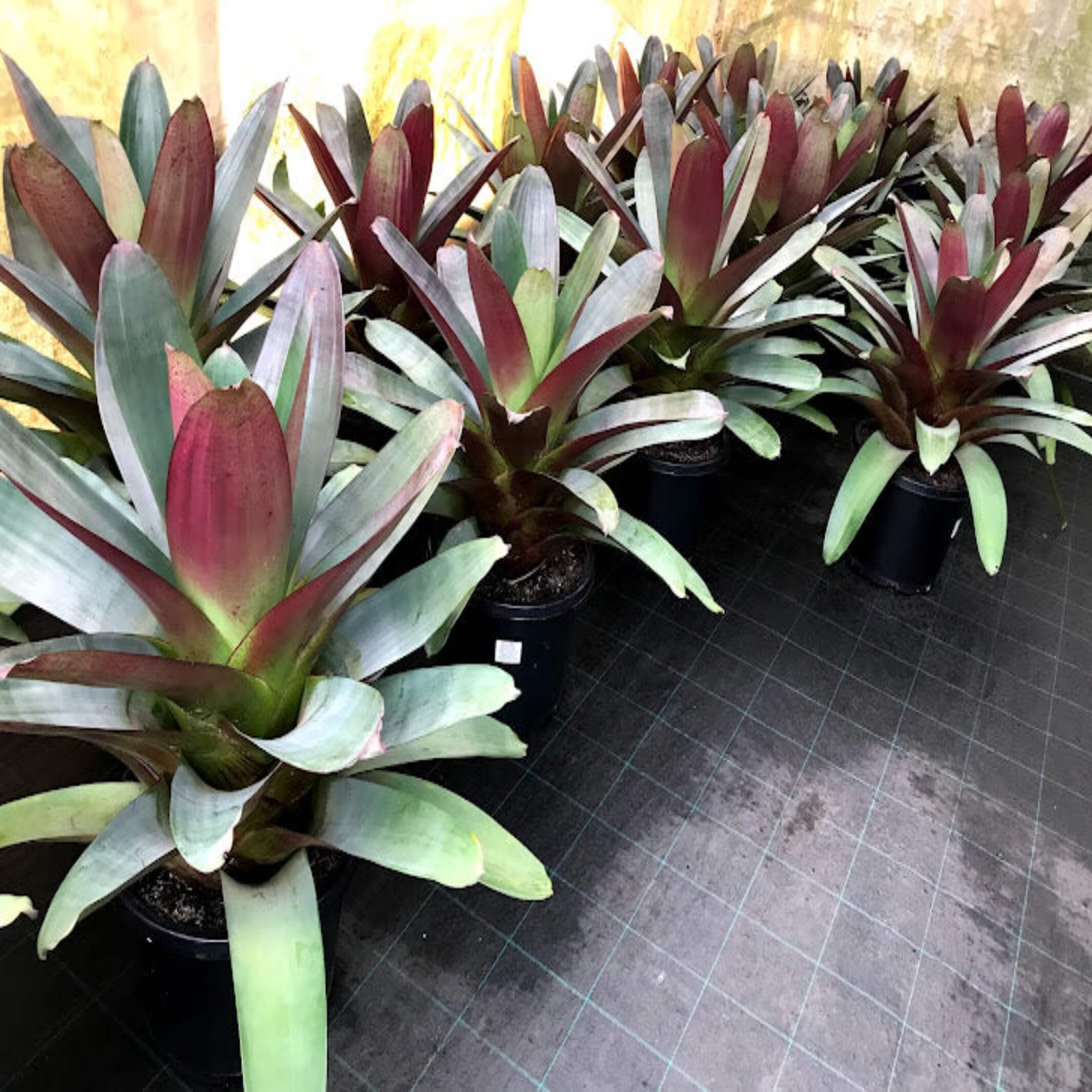Alcantarea imperialis 'Rubra' (Giant Bromeliad) I Order Online – The ...