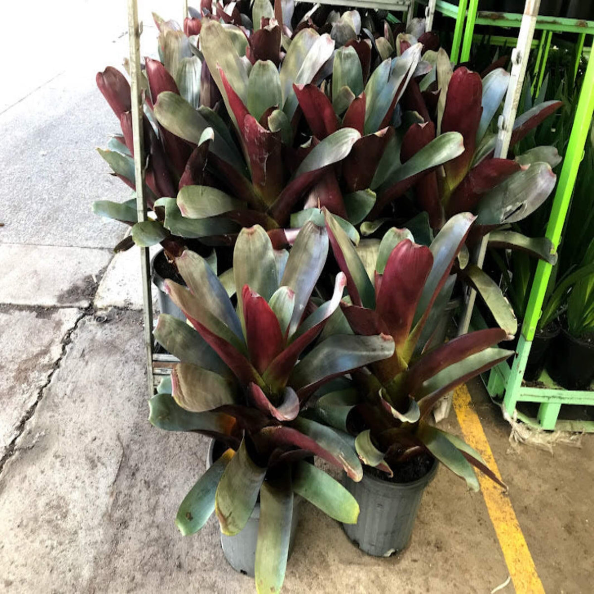 Alcantarea imperialis 'Rubra' (Giant Bromeliad) I Order Online – The ...