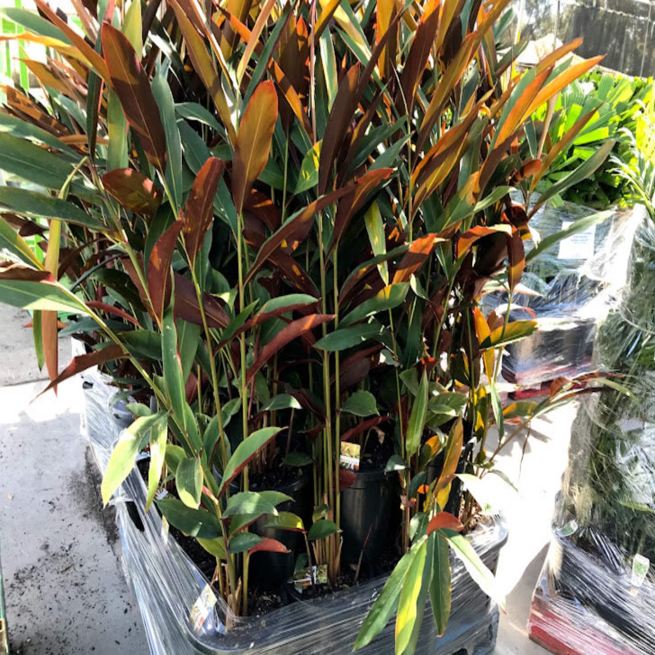 Alpinia caerulea 'Red Back' - Native Ginger – The Australian Plant Shop