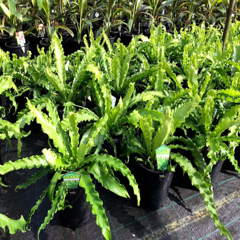 Asplenium nidus 'Osaka' - Japanese Bird's Nest Fern
