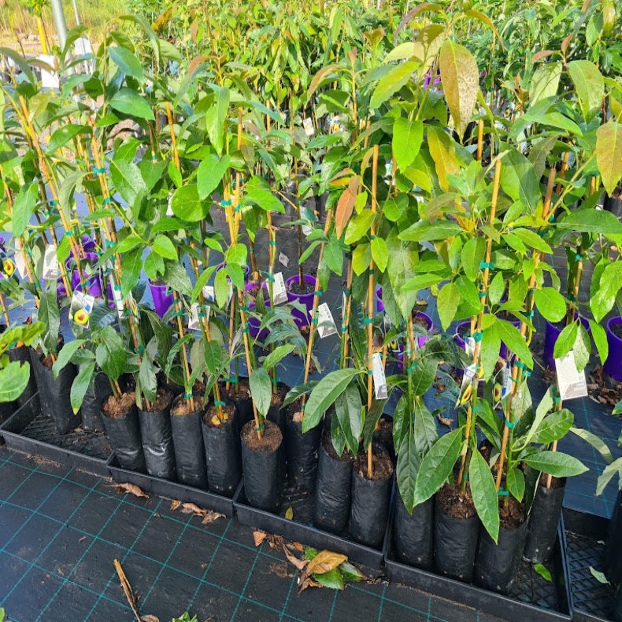 Avocado 'Sharwill' (Grafted) - I The Australian Plant Shop