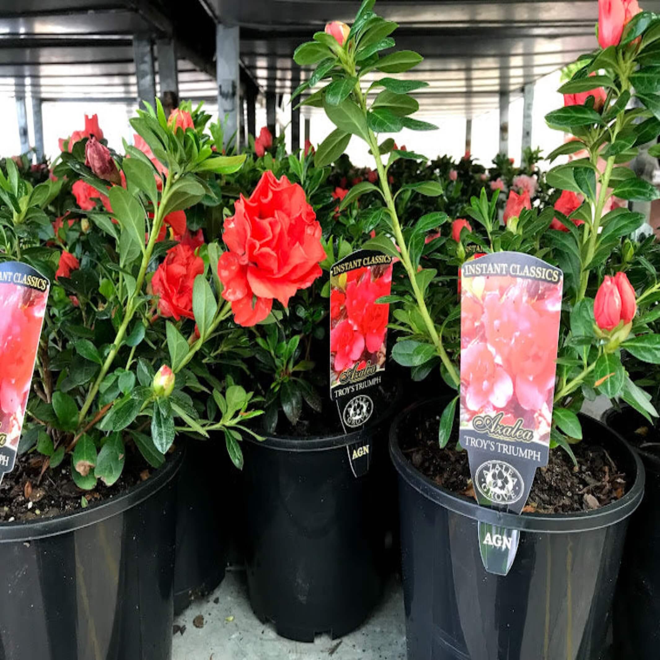 Azalea 'Troys Triumph' - I The Australian Plant Shop