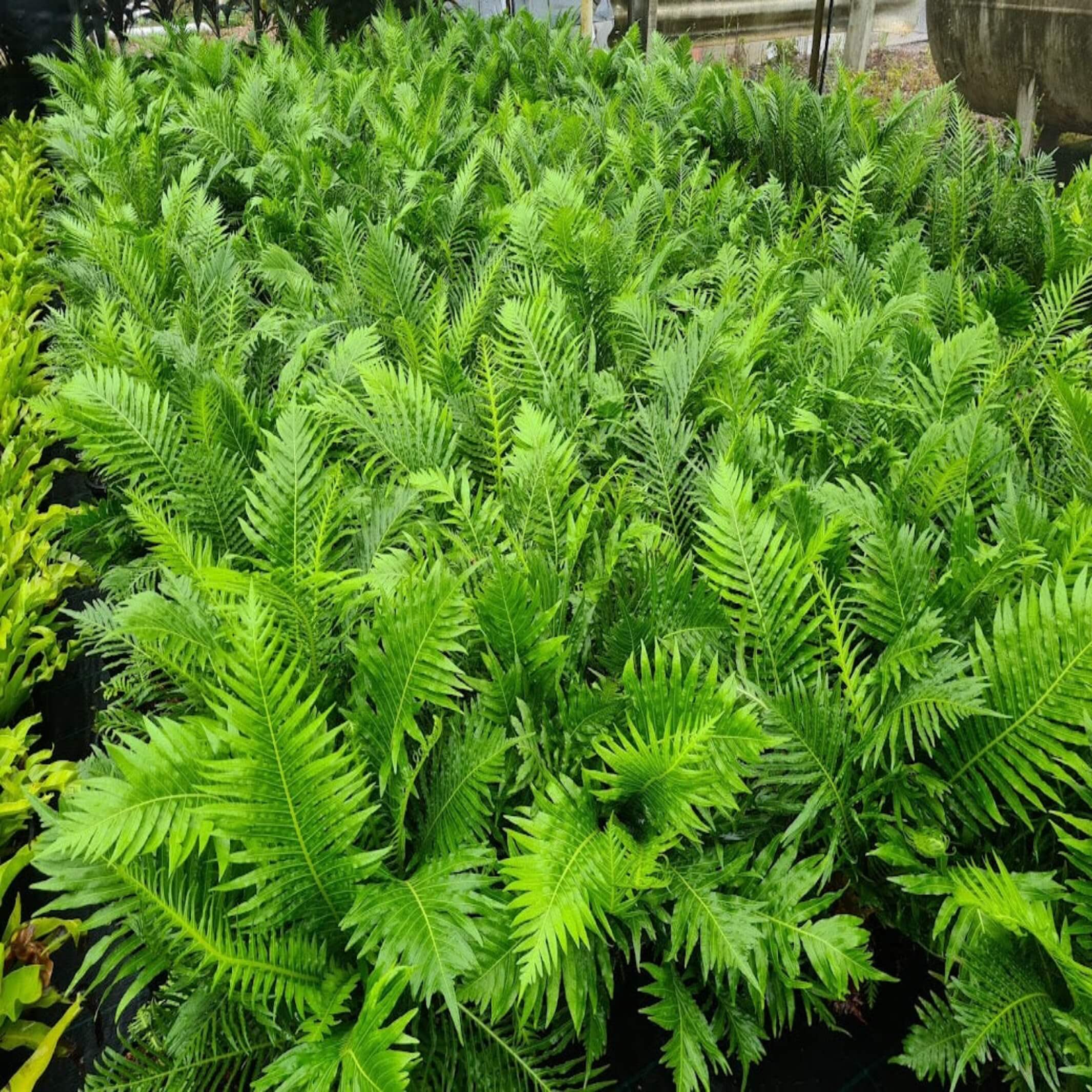 Buy Blechnum gibbum 'Silver Lady' Fern I Dwarf Tree Fern – The ...