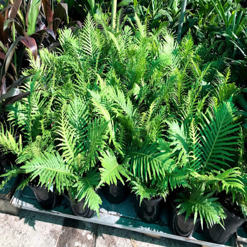 Blechnum gibbum 'Silver Lady' - I Dwarf Tree Fern