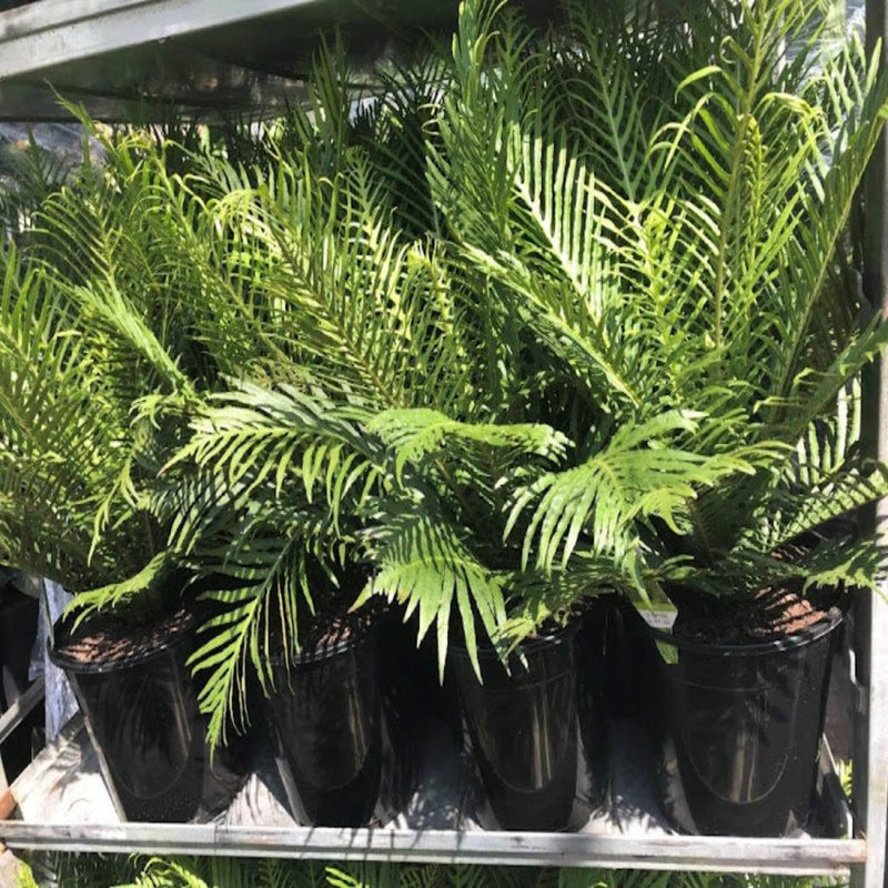 Blechnum gibbum 'Silver Lady' - I Dwarf Tree Fern