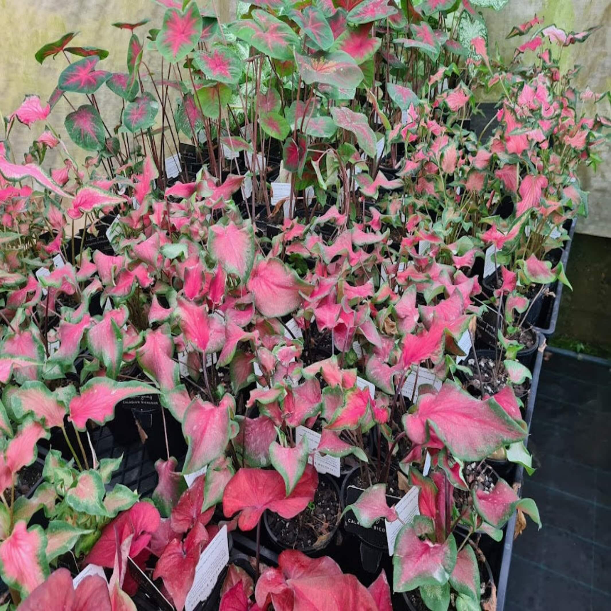 Caladium Mixed- The Australian Plant Shop
