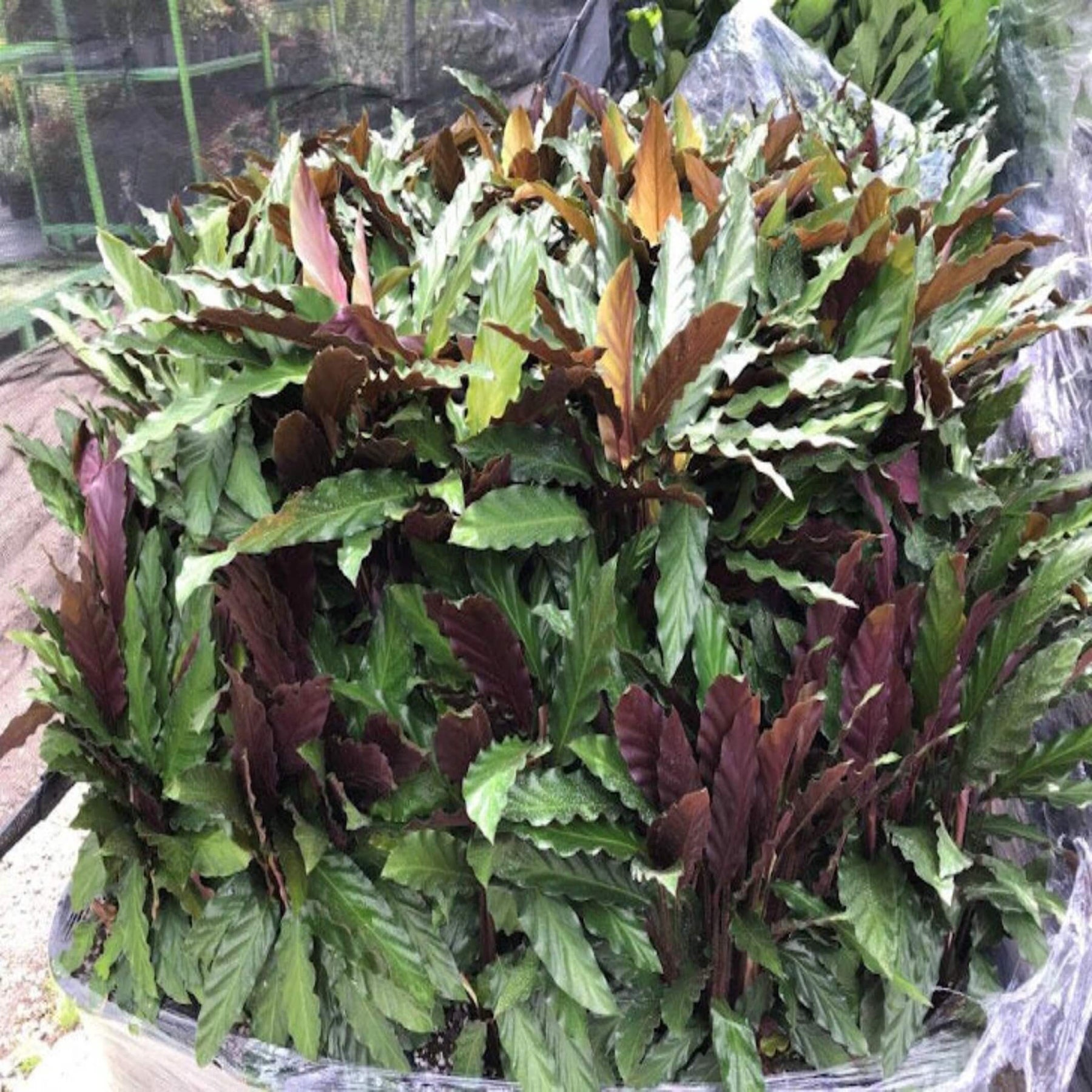 Calathea rufibarba (Furry Feather)- I The Australian Plant Shop