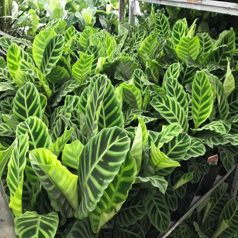 Calathea zebrina (Zebra Plant) - I The Australian Plant Shop