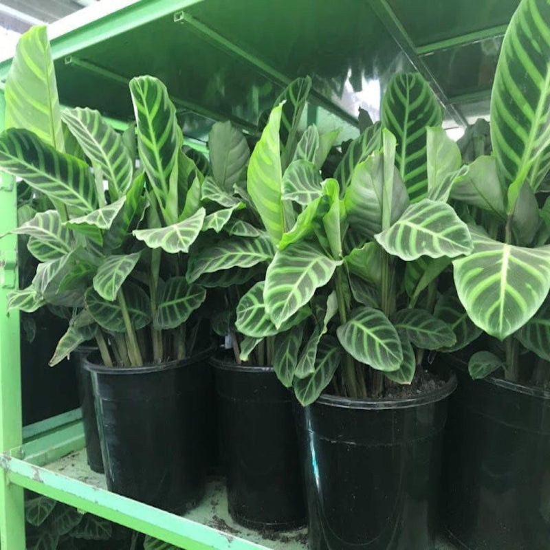 Calathea zebrina (Zebra Plant) - I The Australian Plant Shop