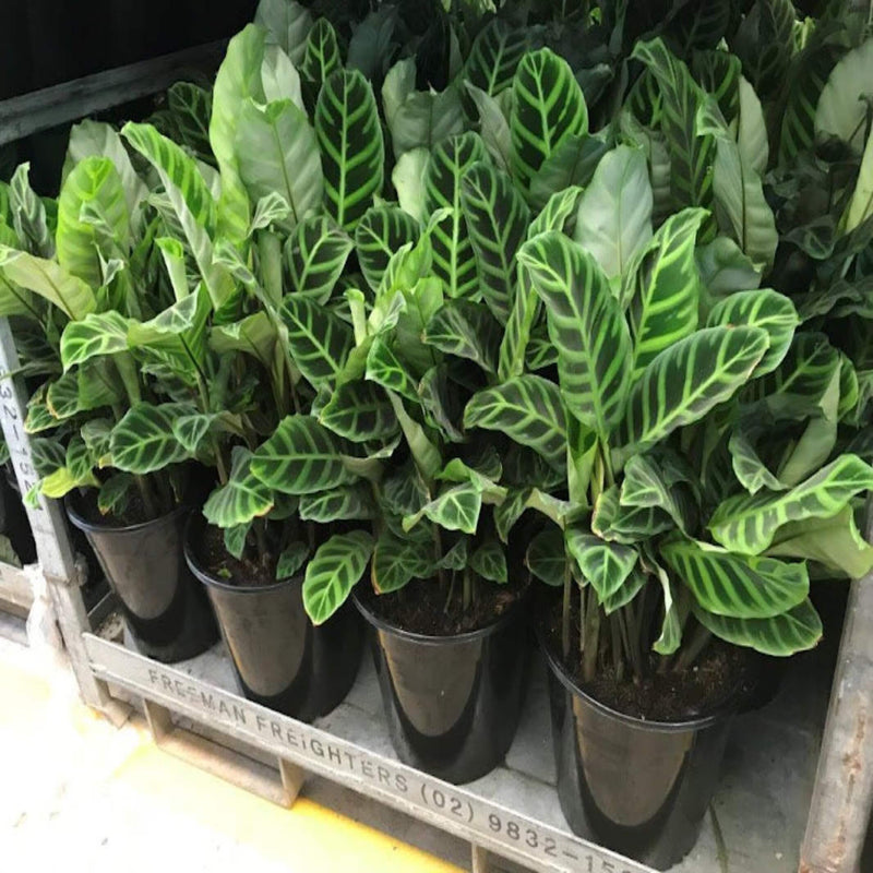 Calathea zebrina (Zebra Plant) - I The Australian Plant Shop