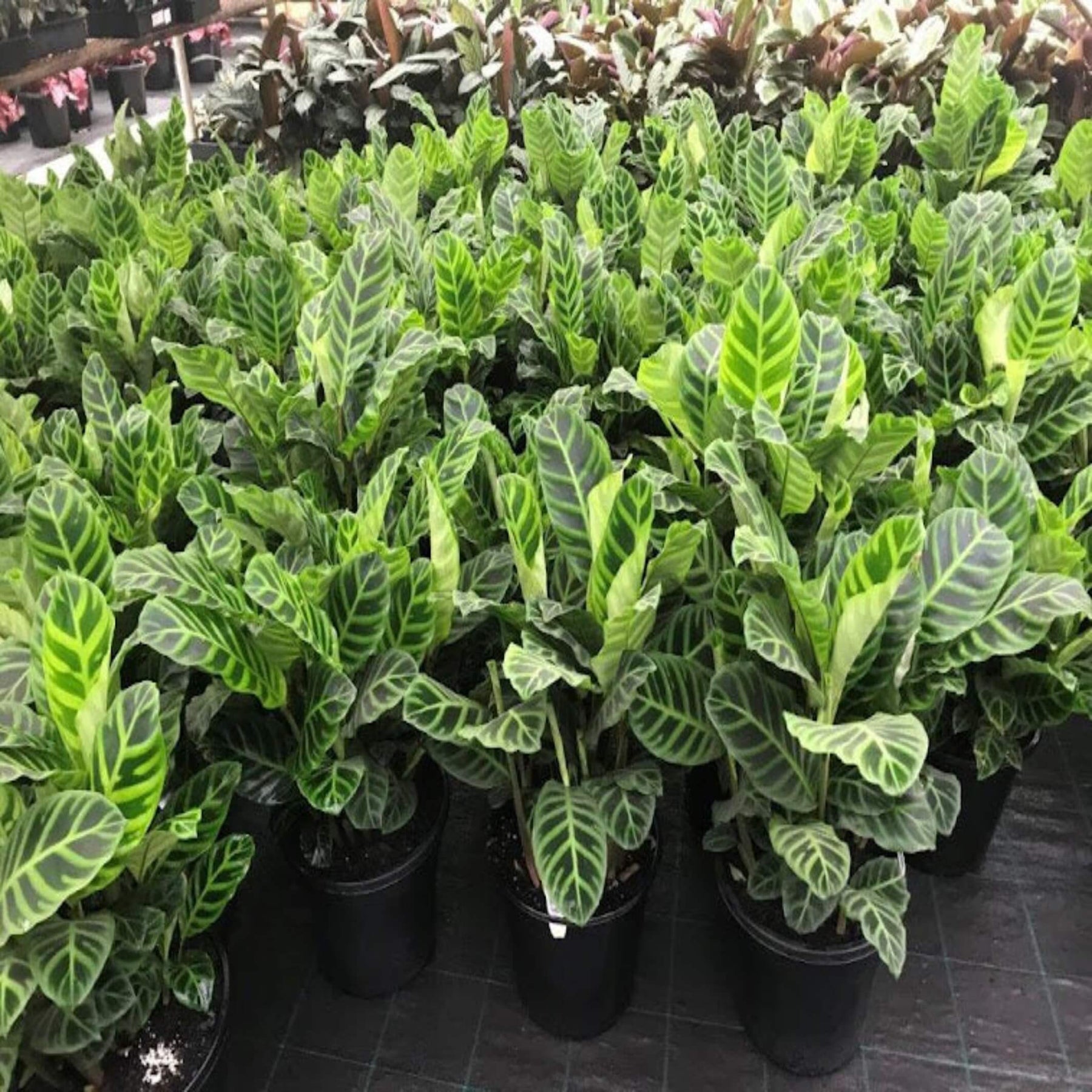 Calathea zebrina (Zebra Plant) - I The Australian Plant Shop