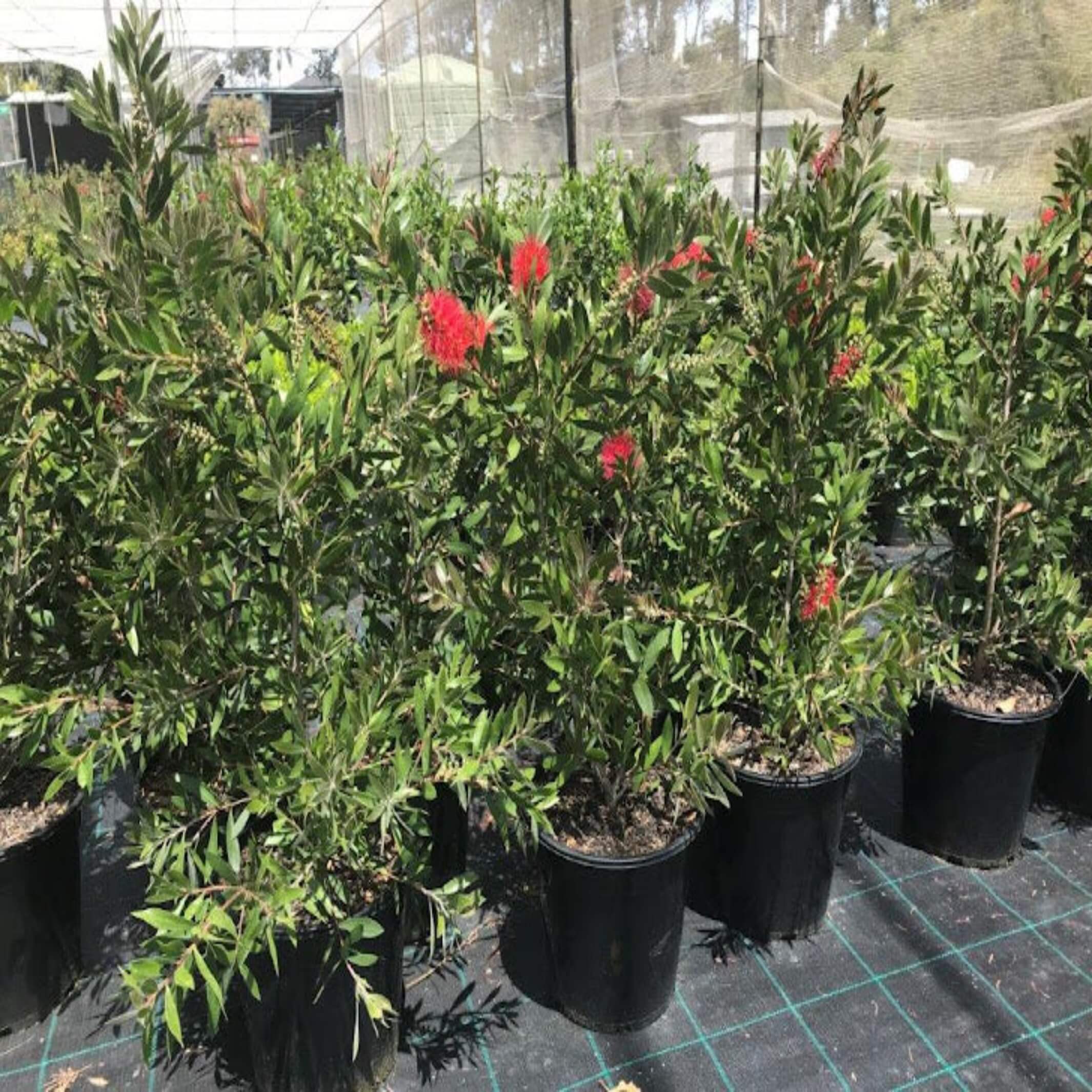 Callistemon viminalis 'Captain Cook' - I Bottlebrush – The Australian ...
