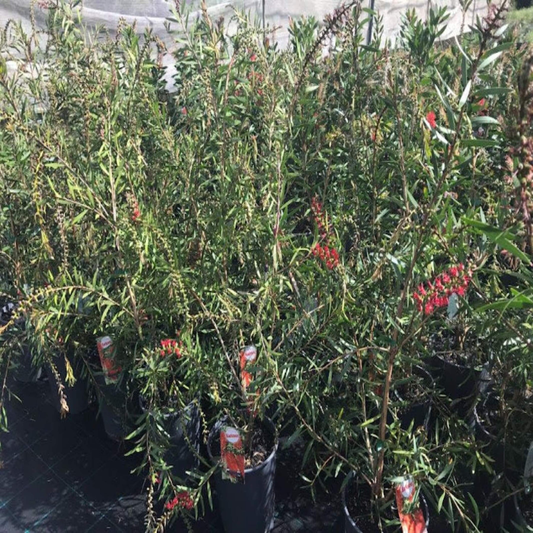 Callistemon hybrida 'Harkness' - I Bottlebrush – The Australian Plant Shop