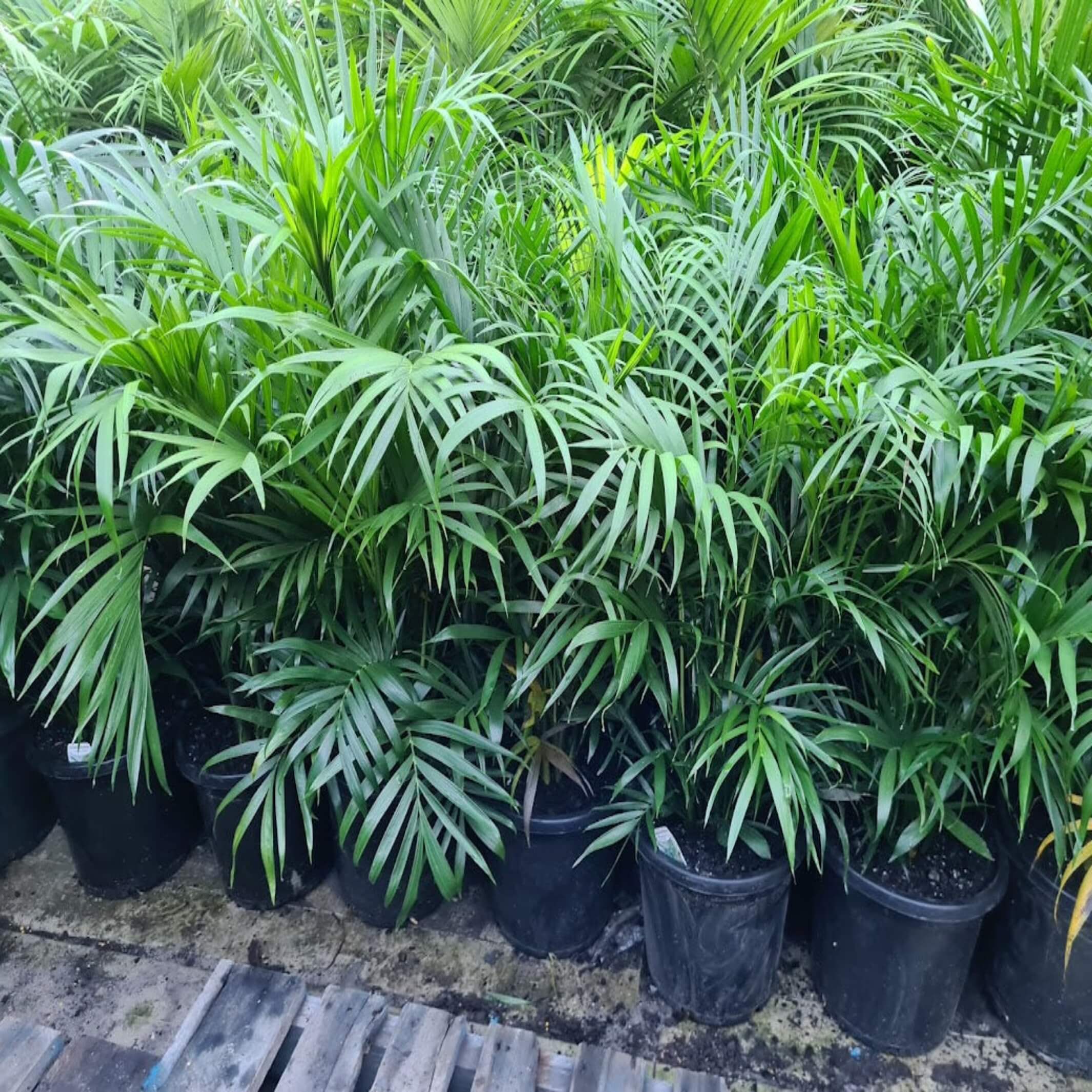 Chamaedorea atrovirens (Cascade Palm)- I The Australian Plant Shop