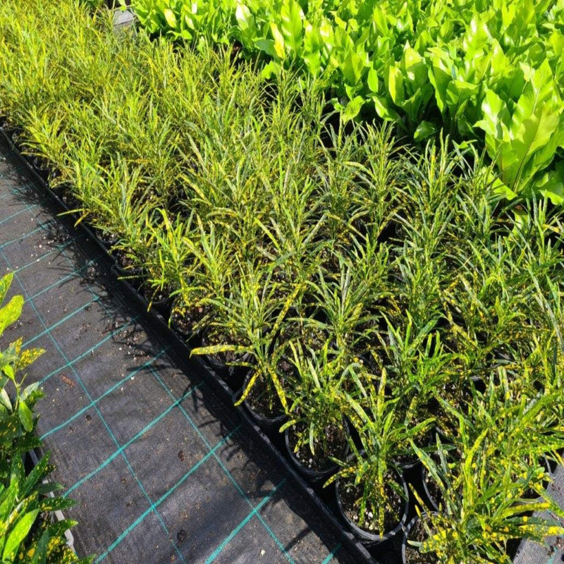 Codiaeum (Croton) - Assorted- The Australian Plant Shop