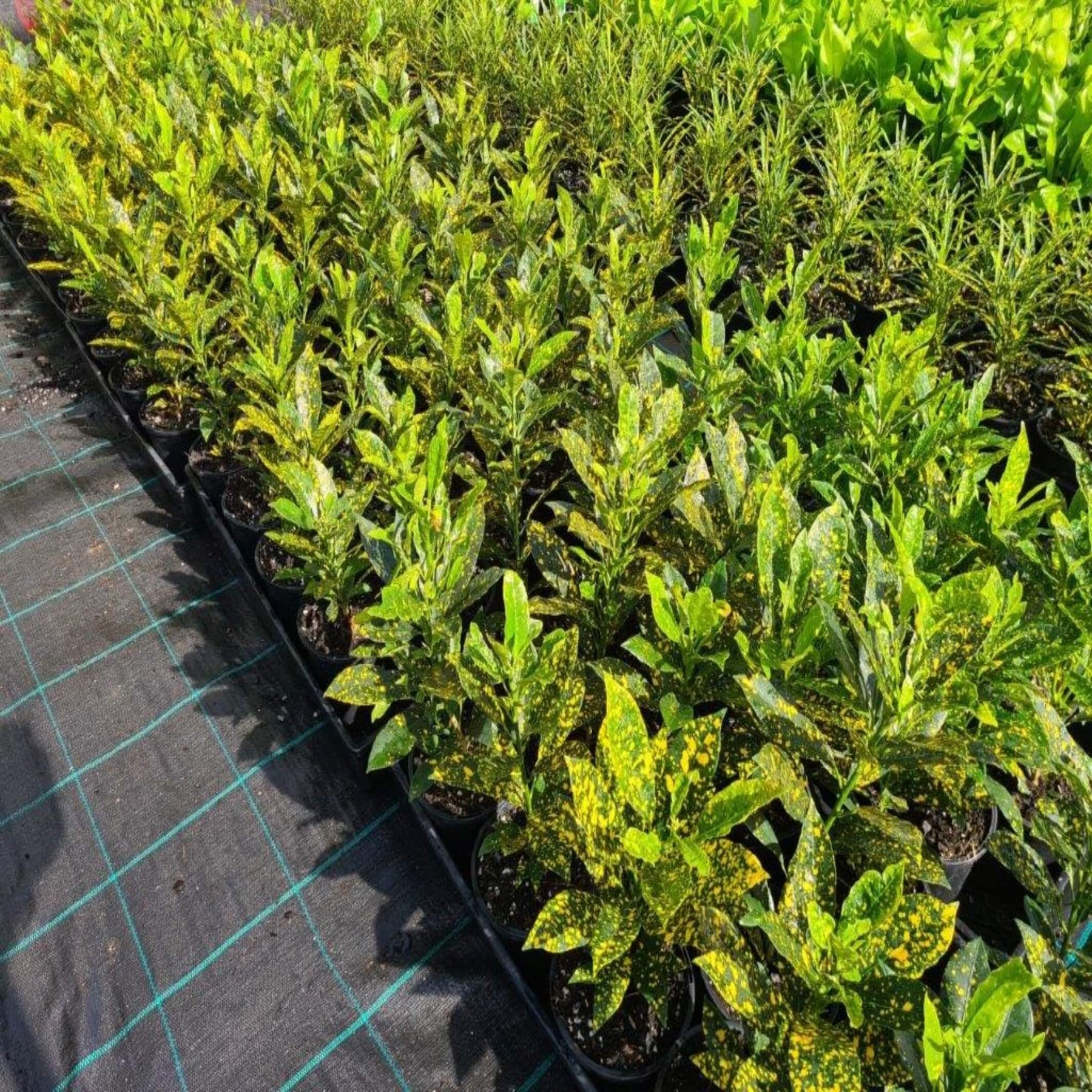 Codiaeum (Croton) - Assorted- The Australian Plant Shop