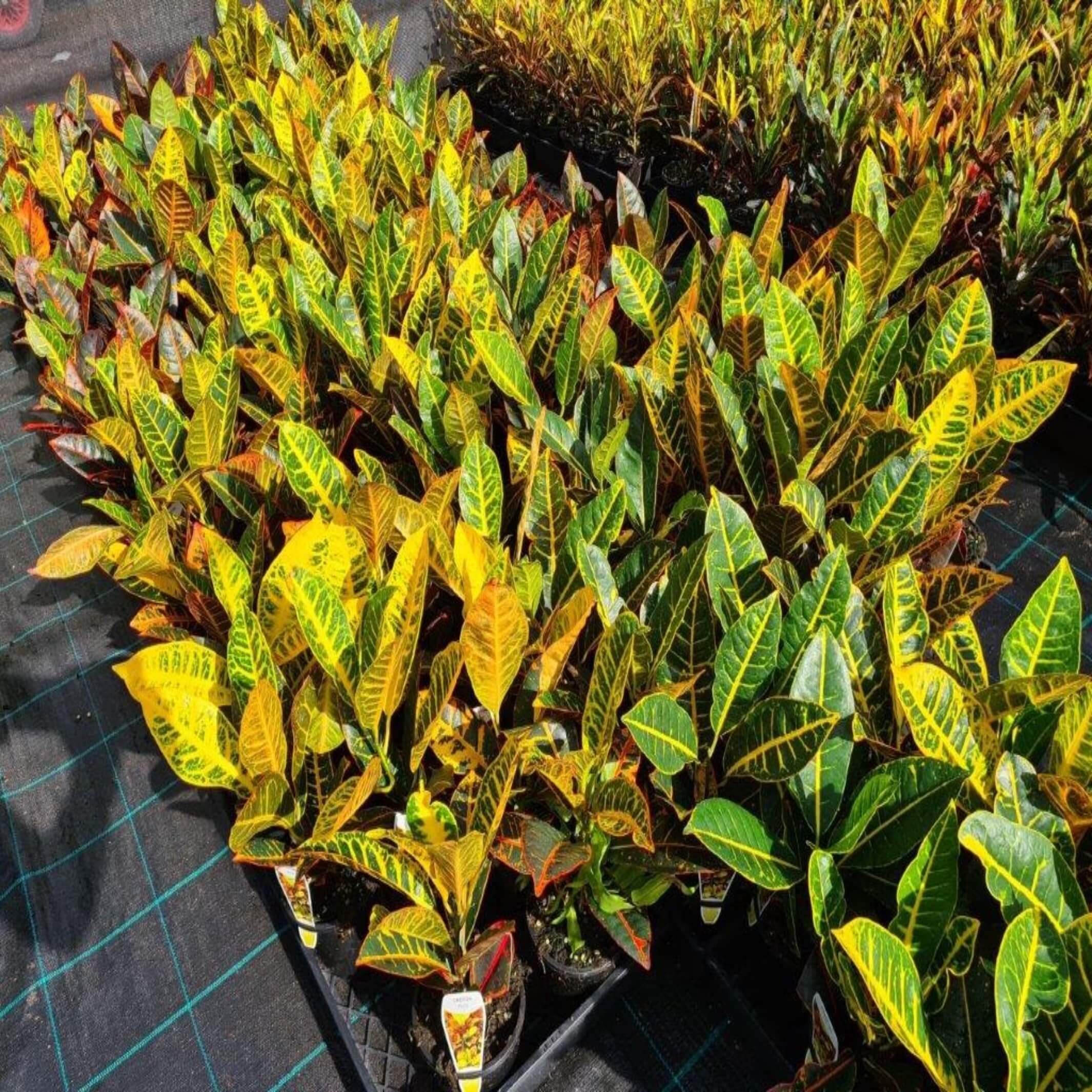 Codiaeum (Croton) - Assorted- The Australian Plant Shop