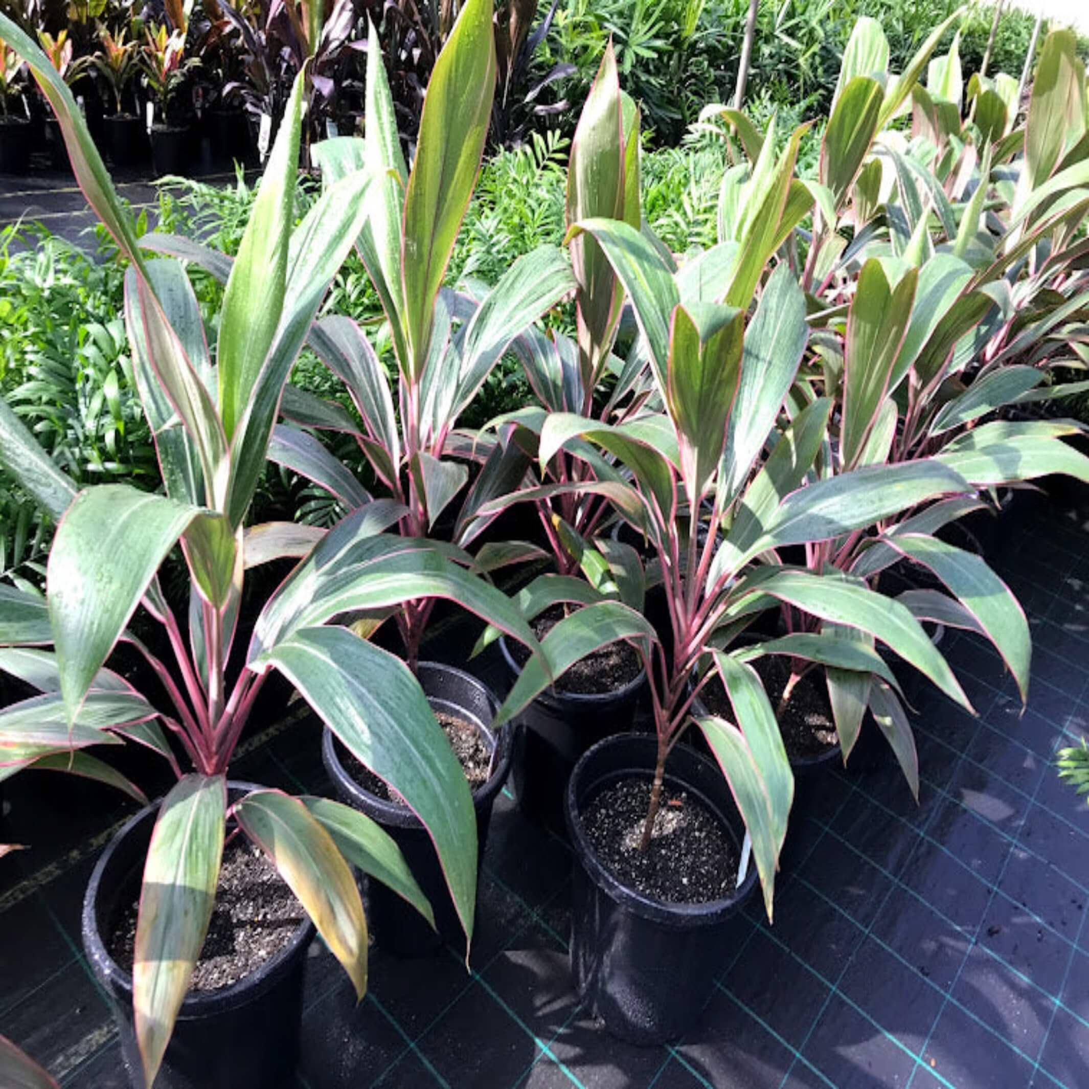 Cordyline fruticosa 'Pink Diamond' - I Cabbage Palm – The Australian ...