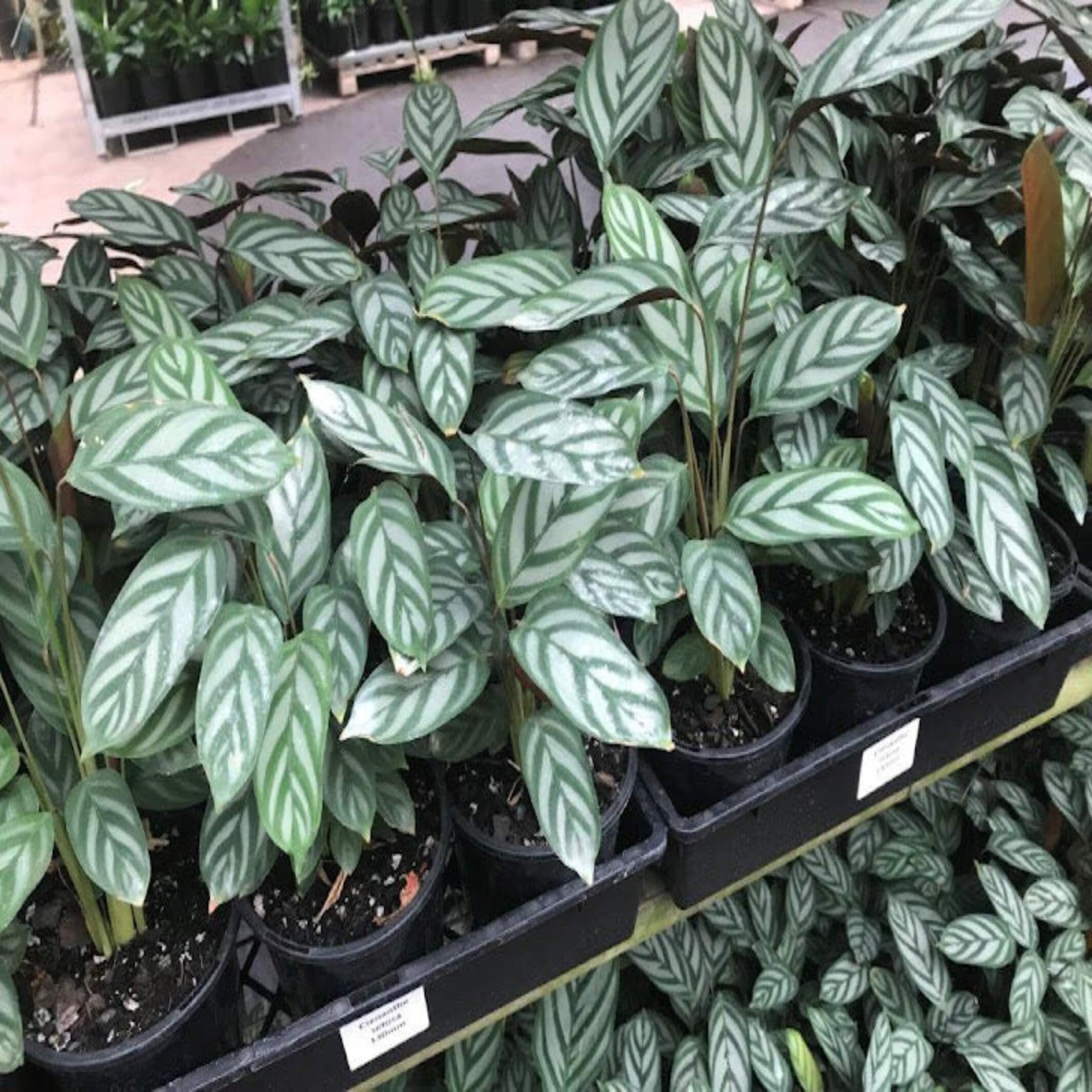 Ctenanthe setosa (Never never plant) - I The Australian Plant Shop