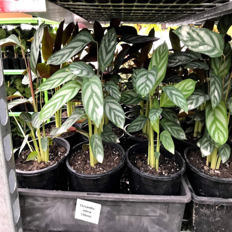 Ctenanthe setosa (Never never plant) - I The Australian Plant Shop