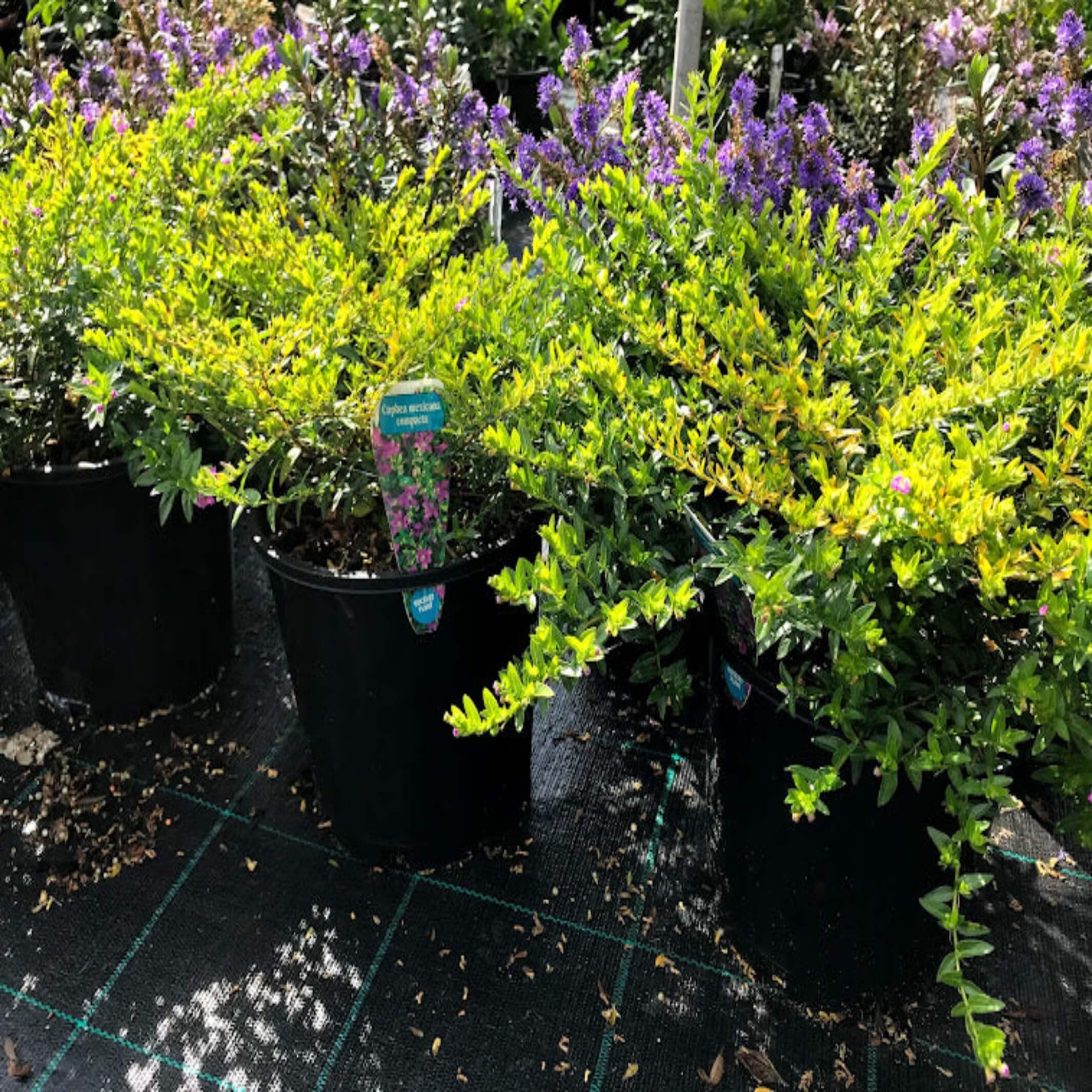 Buy Cuphea Plant Australia | Colourful, Low-Maintenance Flowering Shrub ...