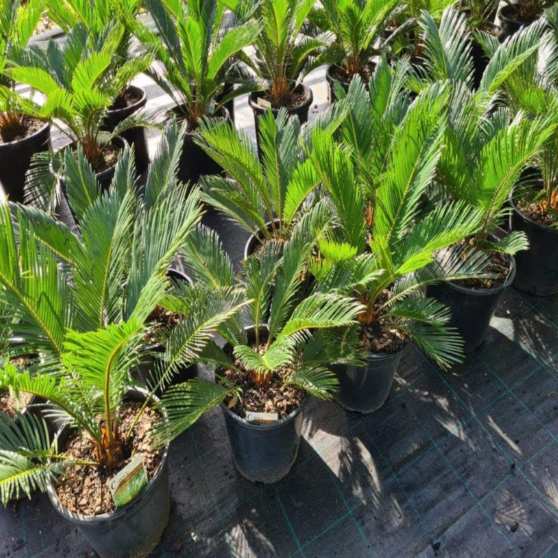 Sago Palm (Cycas revoluta) I The Australian Plant Shop