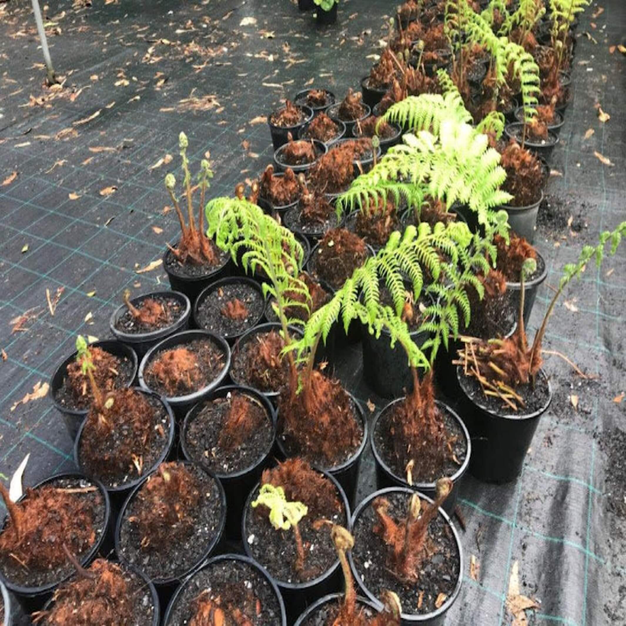 Dicksonia antarctica (Soft tree fern) - I The Australian Plant Shop