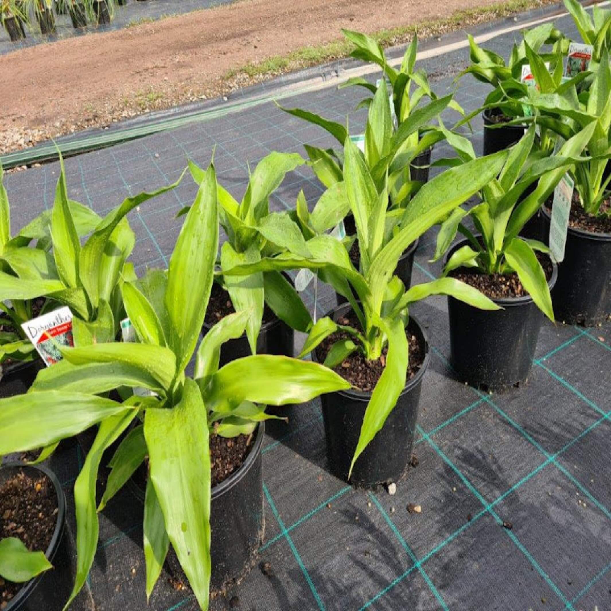 Buy Gymea Lily (Doryanthes Excelsa) Online I Quick Delivery – The ...